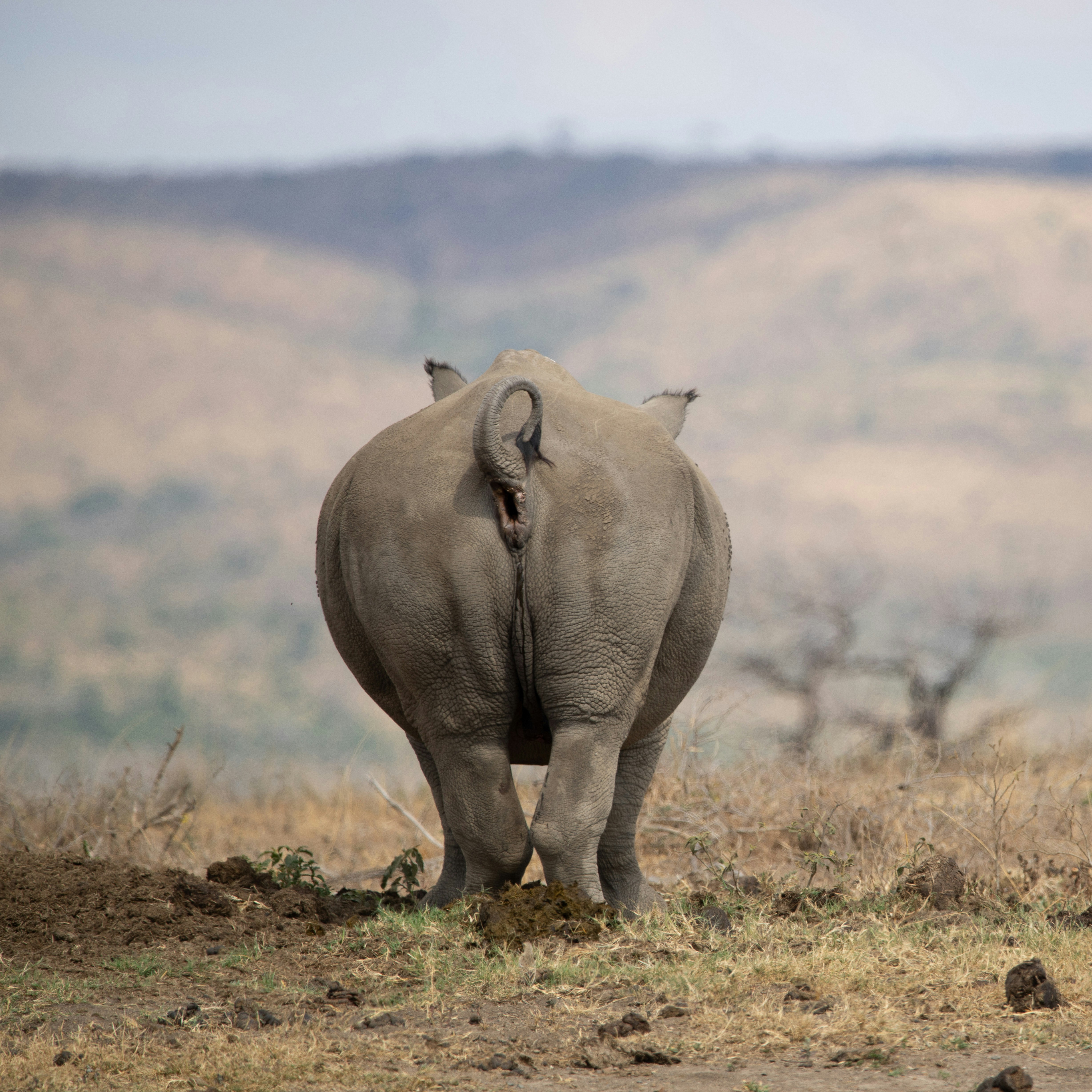 Back View in the Savanna: White Rhinoceros in Quiet Morning Light