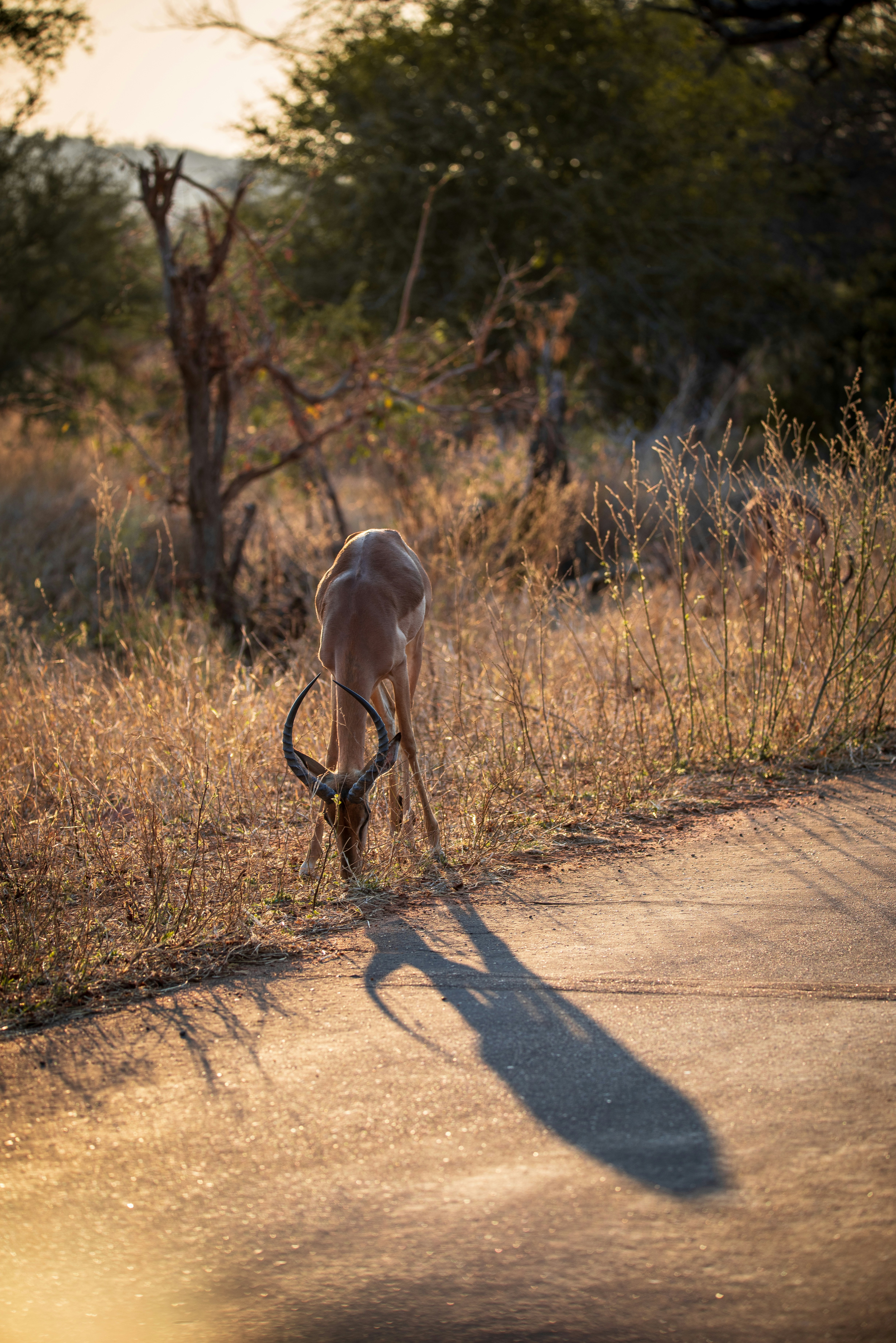 A kangaroo walking on a dirt road photo – Free Animal Image on Unsplash