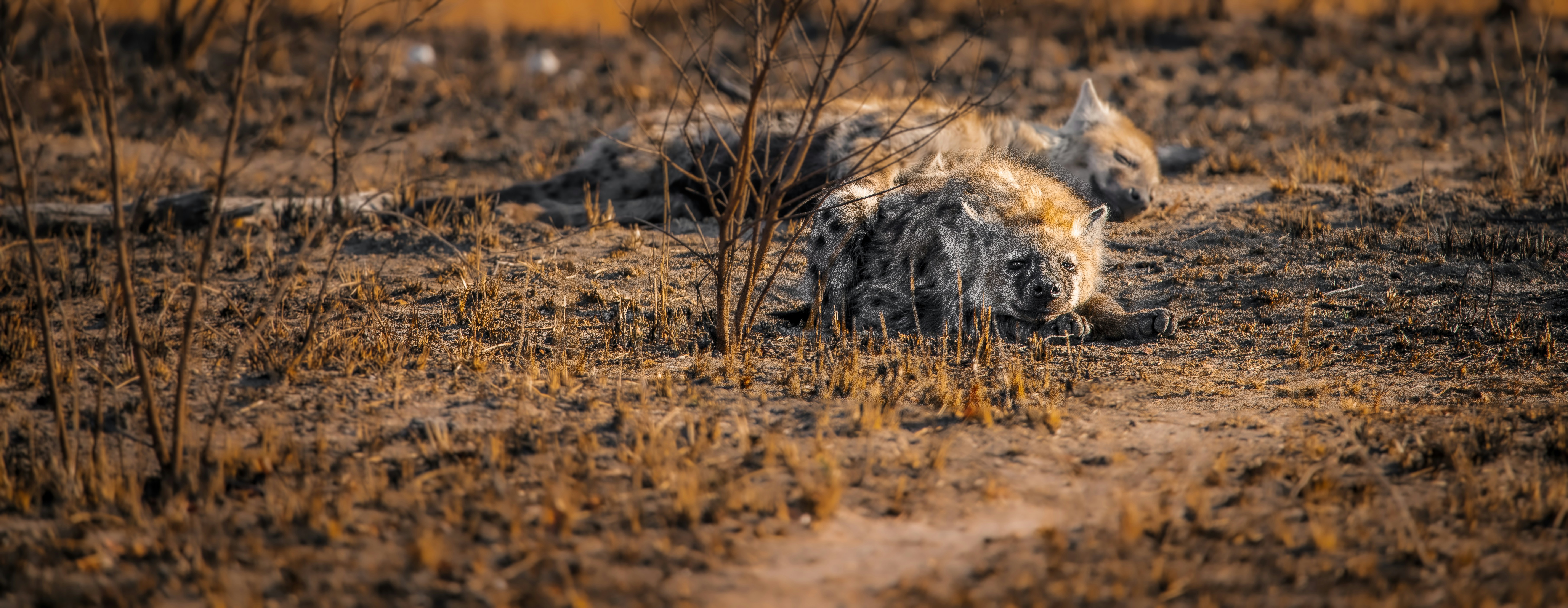 Desert Dusk Rest: A Lone Silhouette on Parched Ground