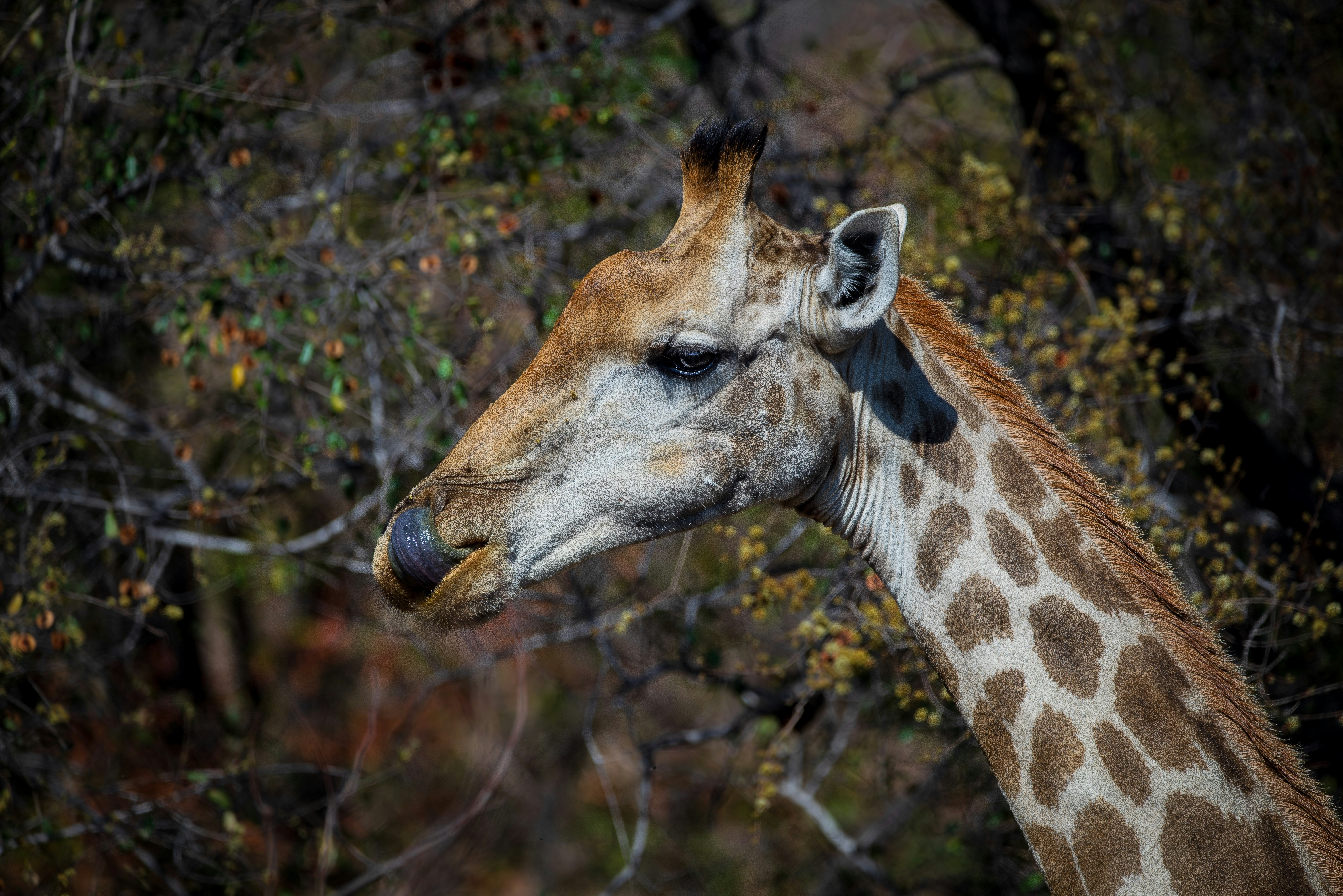 Giraffe’s Quiet Gaze Through Dappled Autumn Foliage