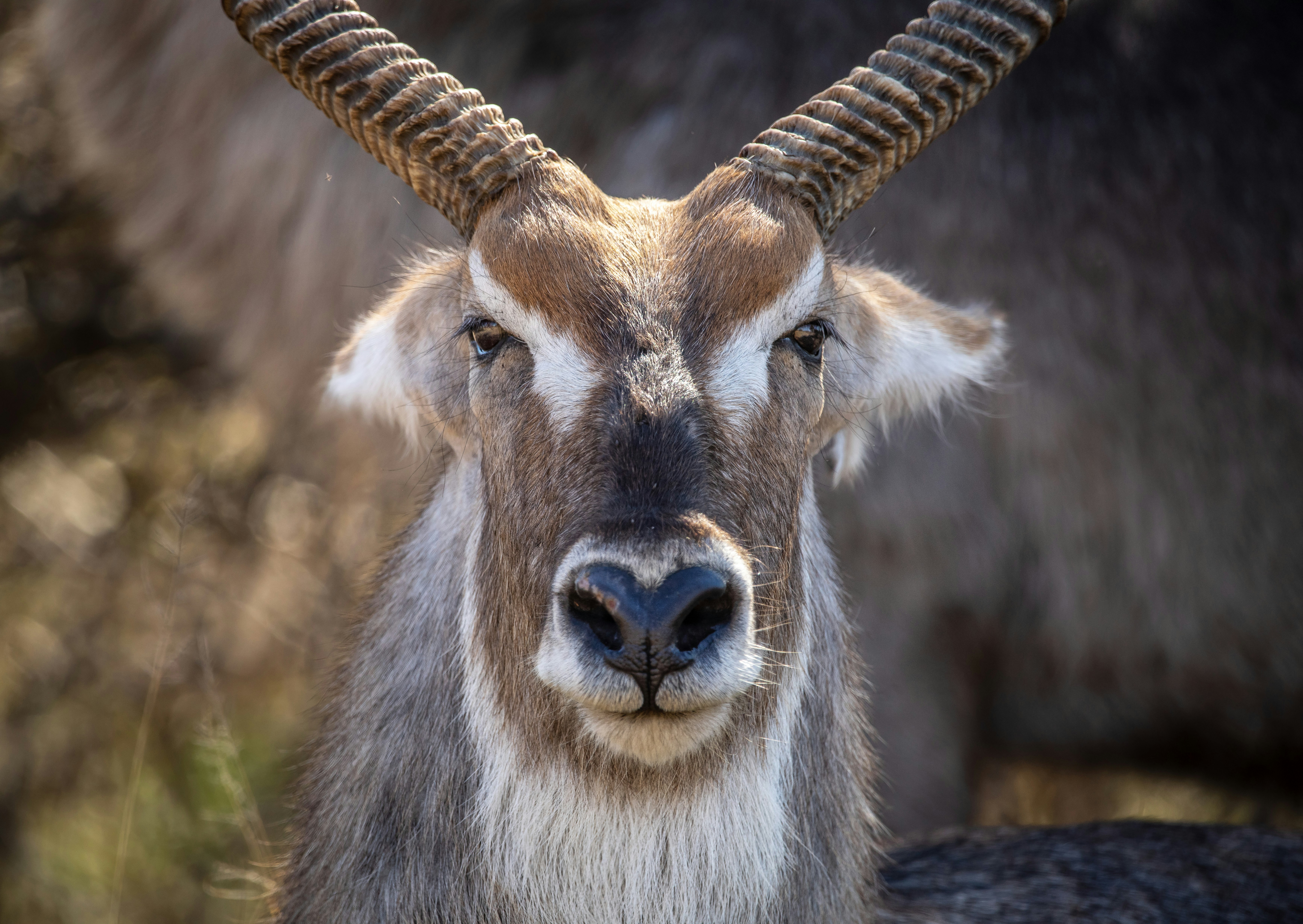 Close-up of a waterbuck with prominent horns, showcasing its expressive features and textured fur.