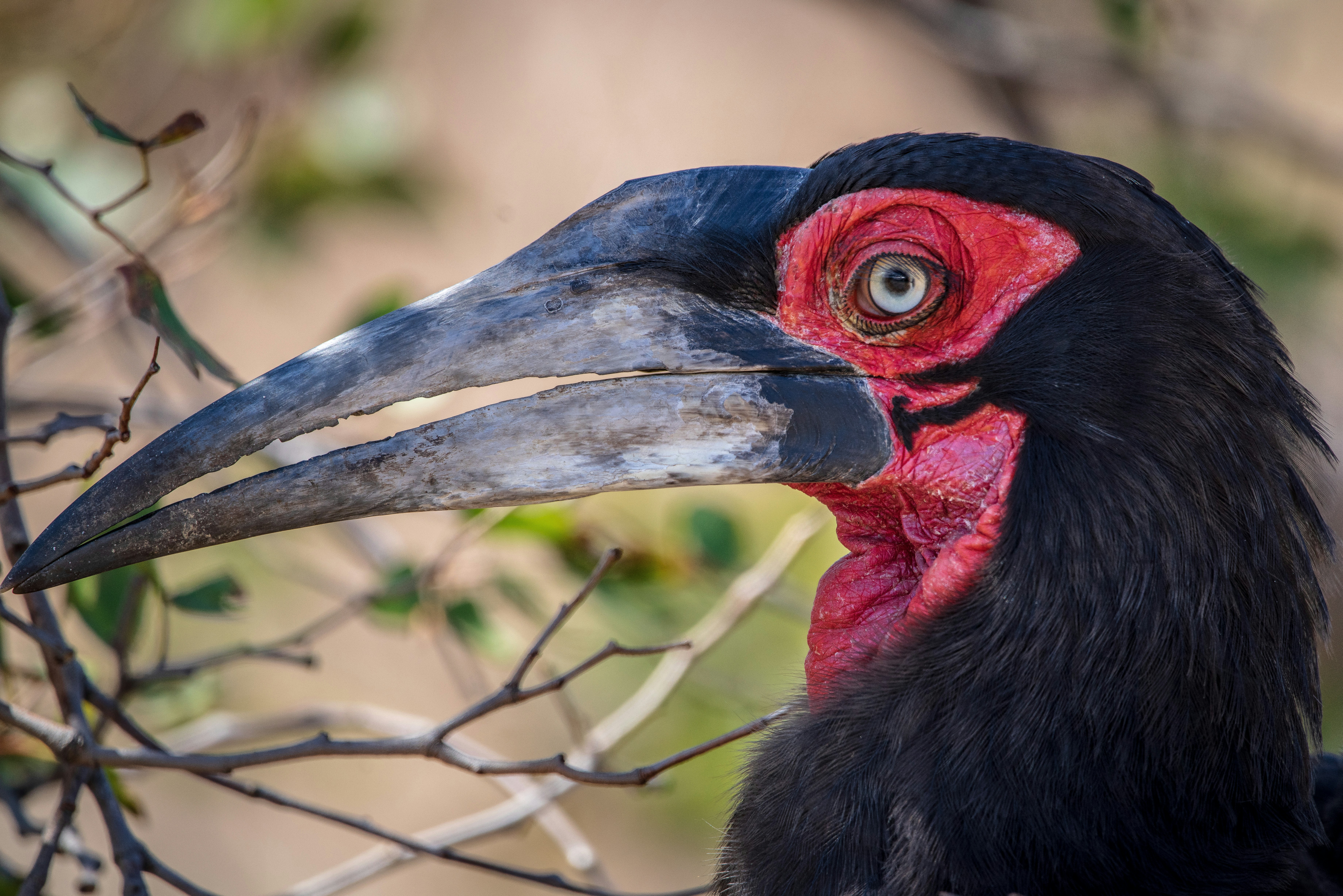 Un oiseau noir au bec rouge photo – Photo Oiseau Gratuite sur Unsplash