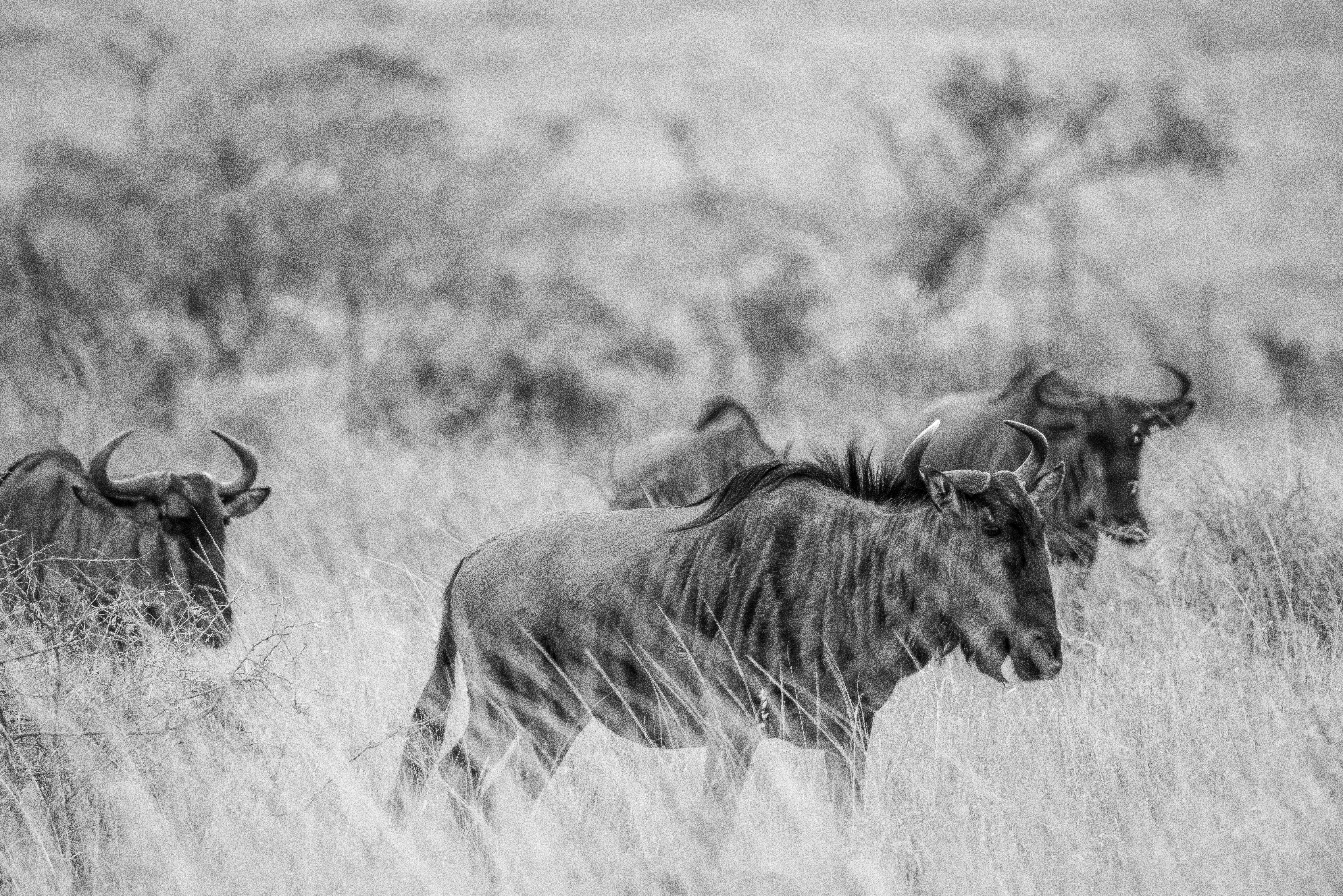 A herd of wildebeests grazing in tall grass, showcasing their natural habitat. The monochrome palette emphasizes the textures and forms of the animals.