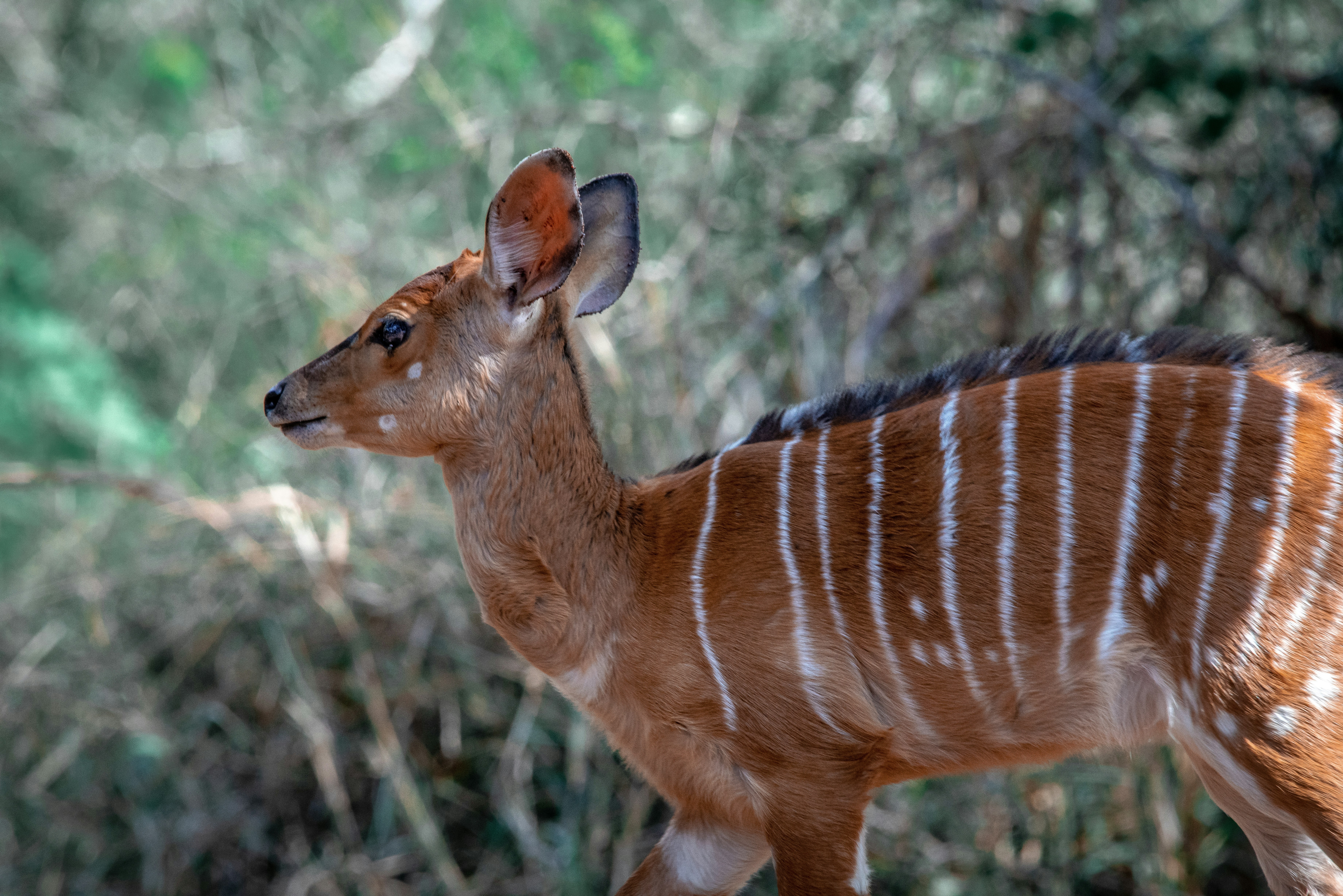 Deer Mixed With Zebra