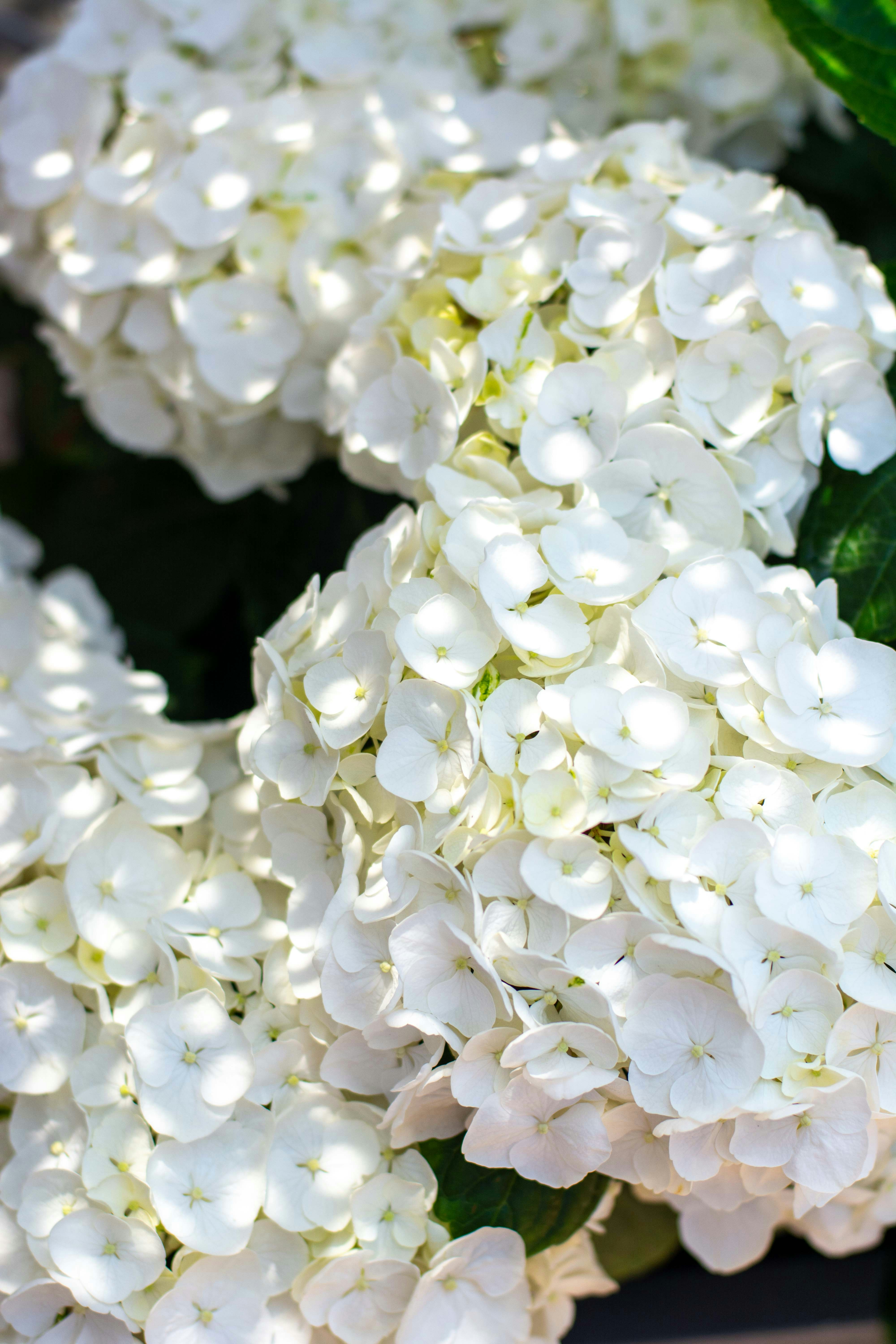 Cluster of white hydrangea flowers showcasing delicate petals and lush green foliage.