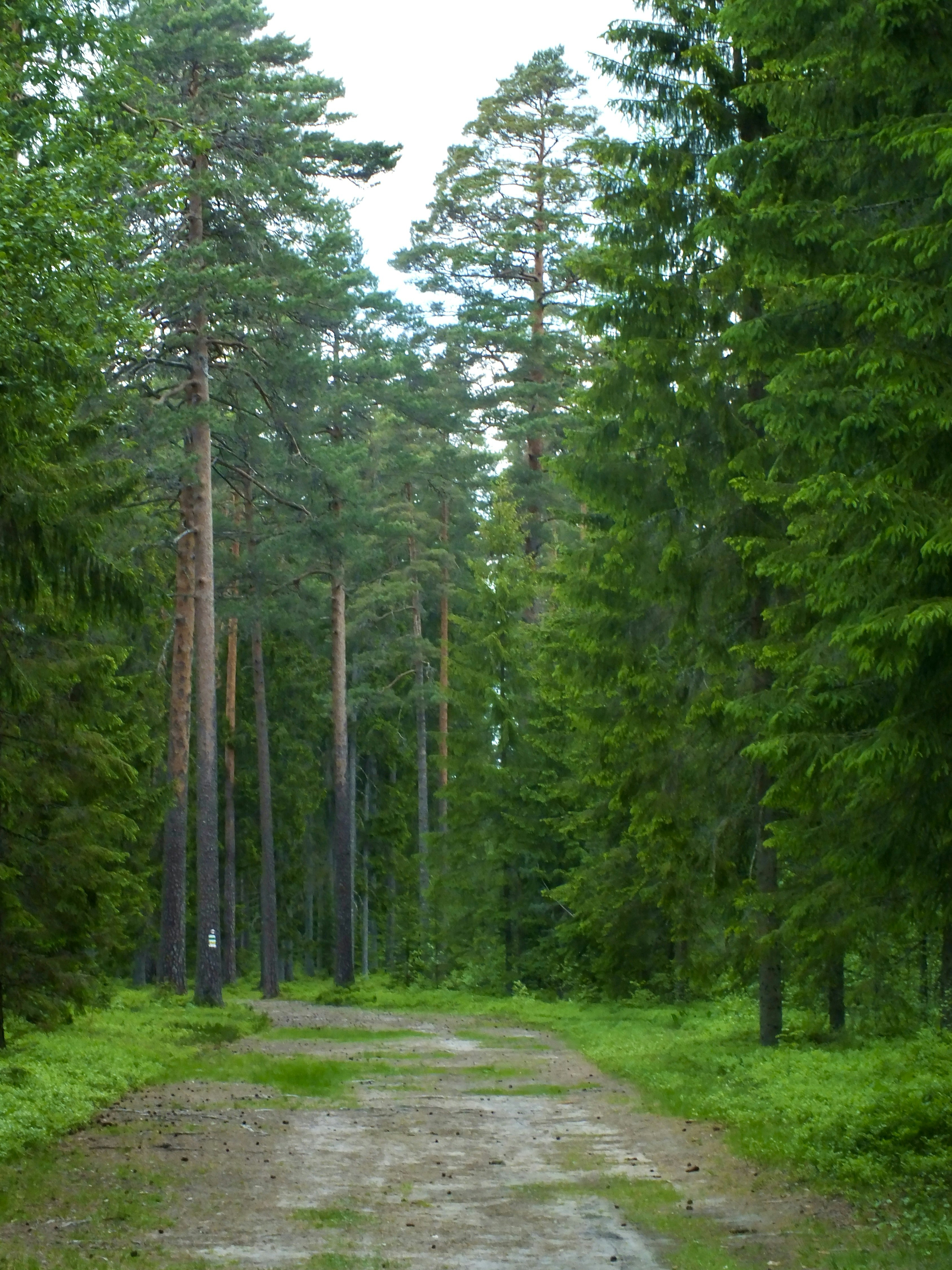 Narrow dirt path flanked by tall pine trees in a lush green forest, inviting exploration. 