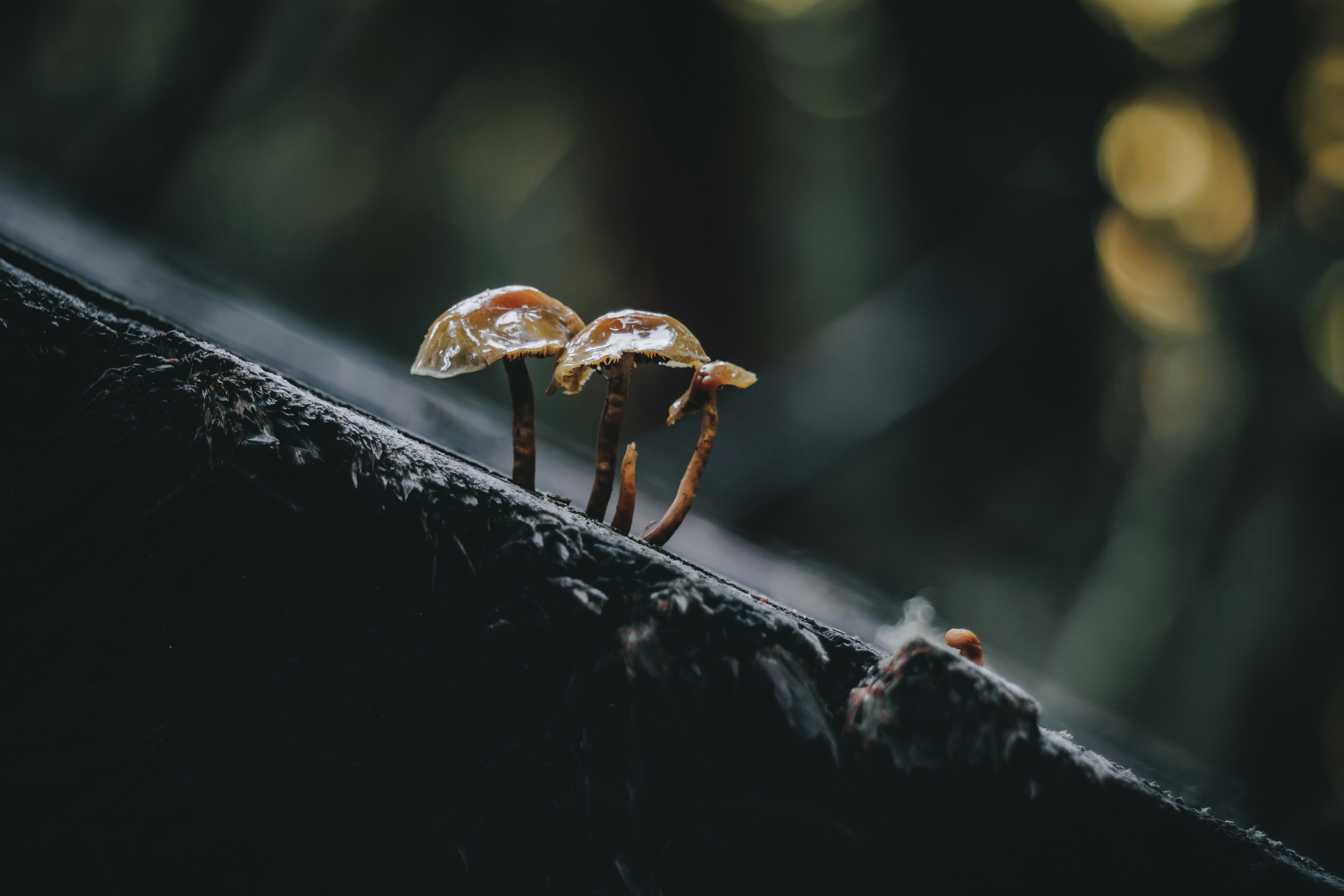 Amber Micro-Mushrooms Crown a Dim Log in a Velvet Forest