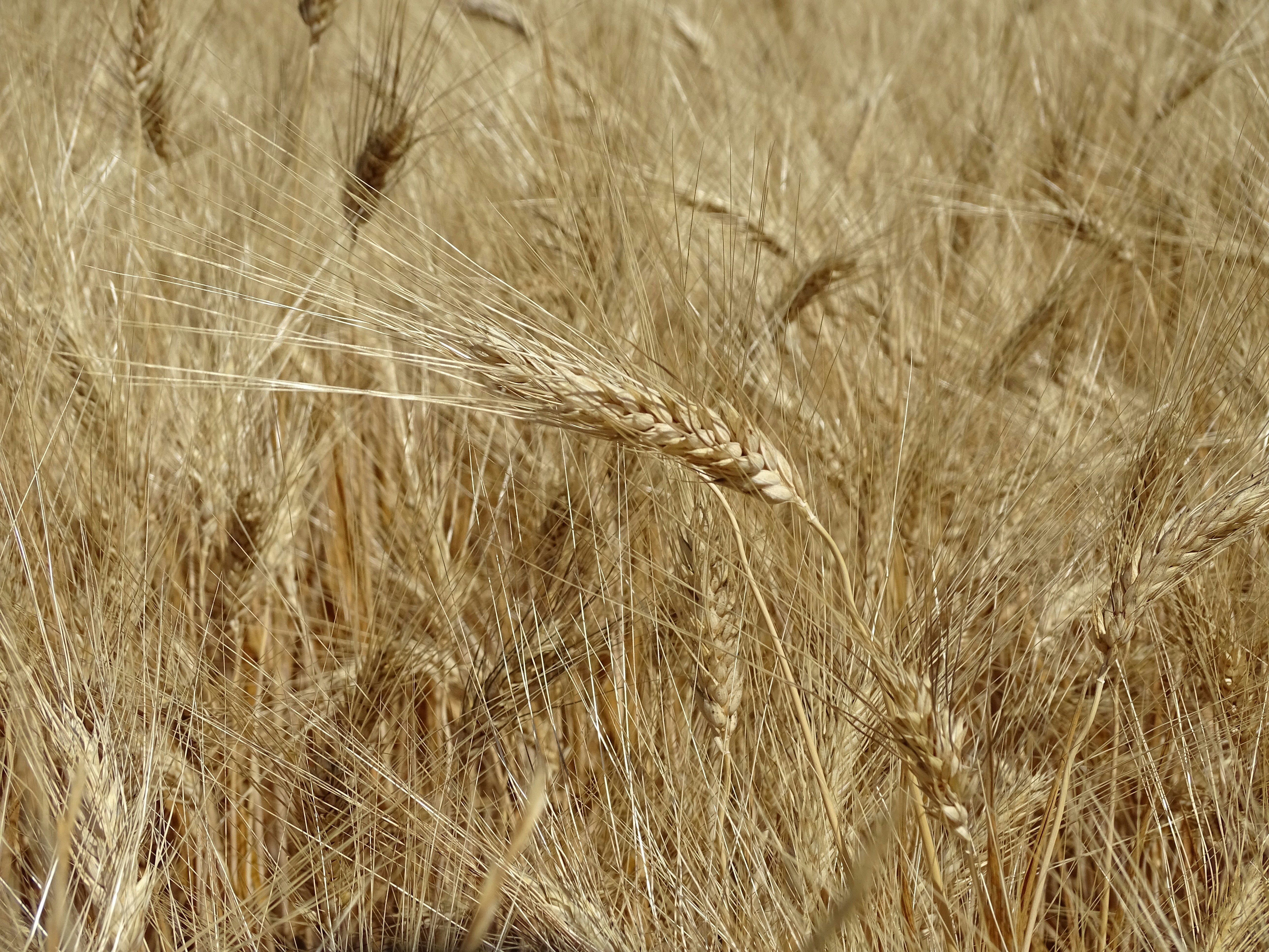 Close-up of a ripe wheat field with a detailed ear of wheat in focus.