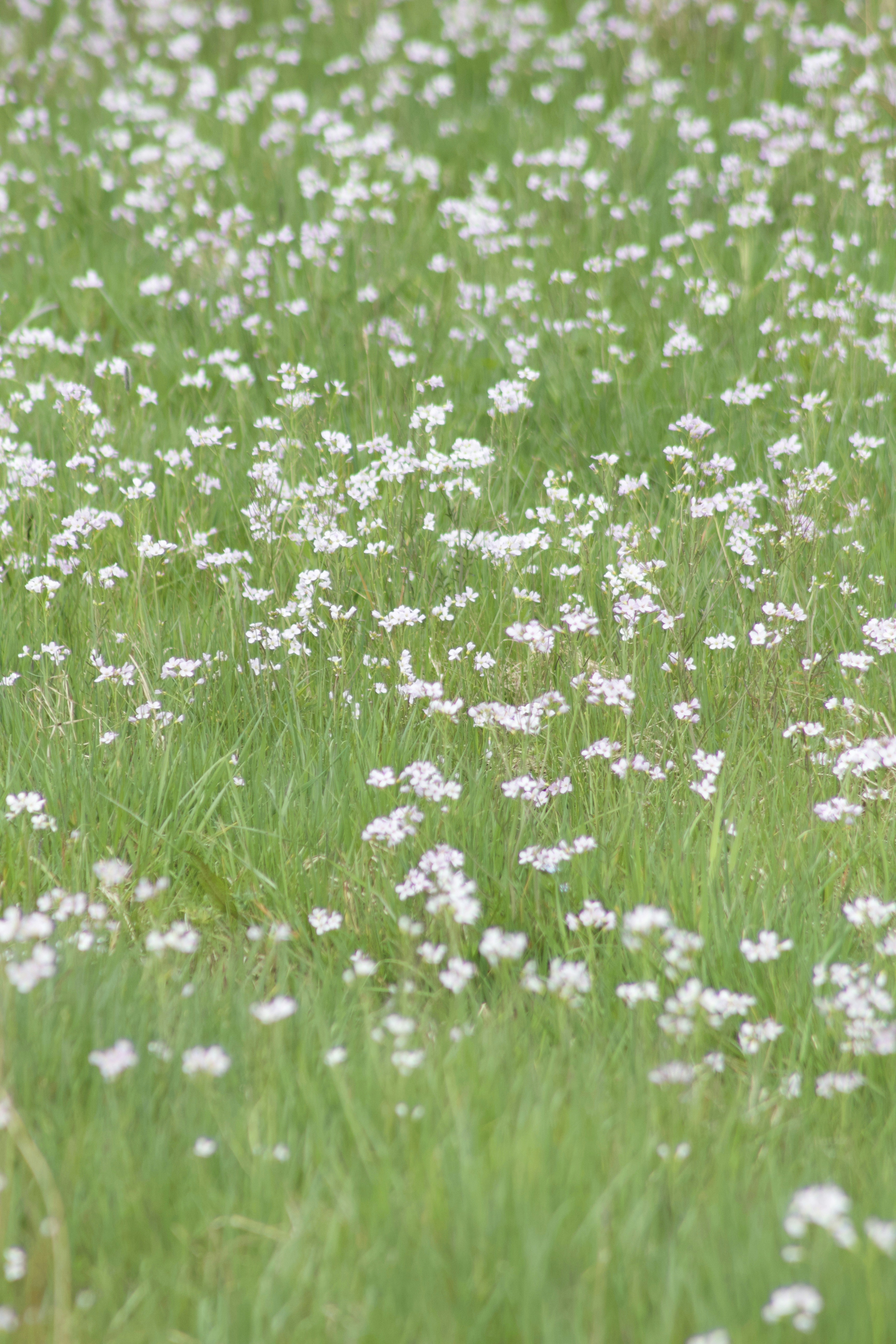 Whispers in a White-Cloaked Meadow