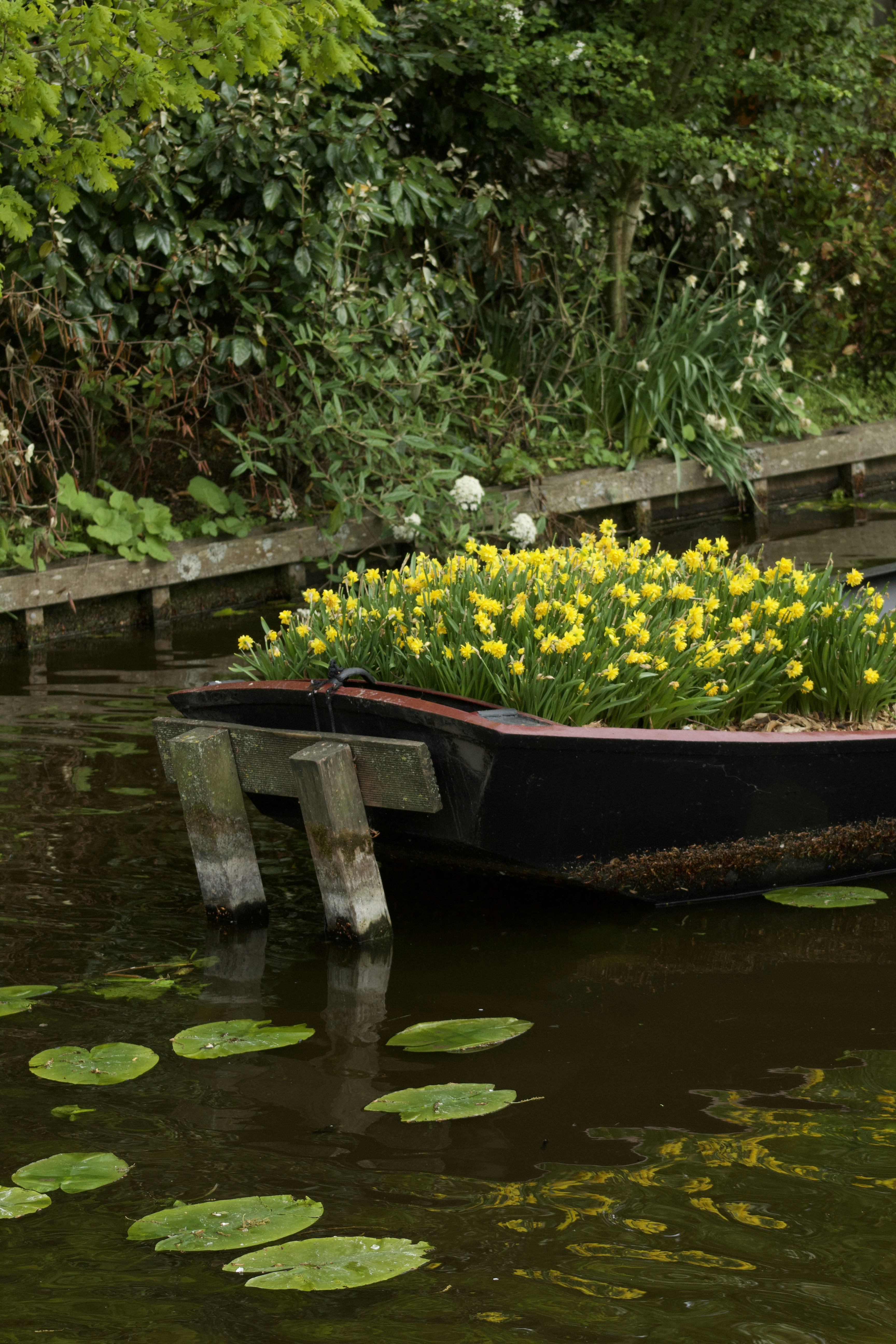 A rustic boat filled with vibrant yellow flowers floats peacefully on still water, surrounded by lush greenery and lily pads.