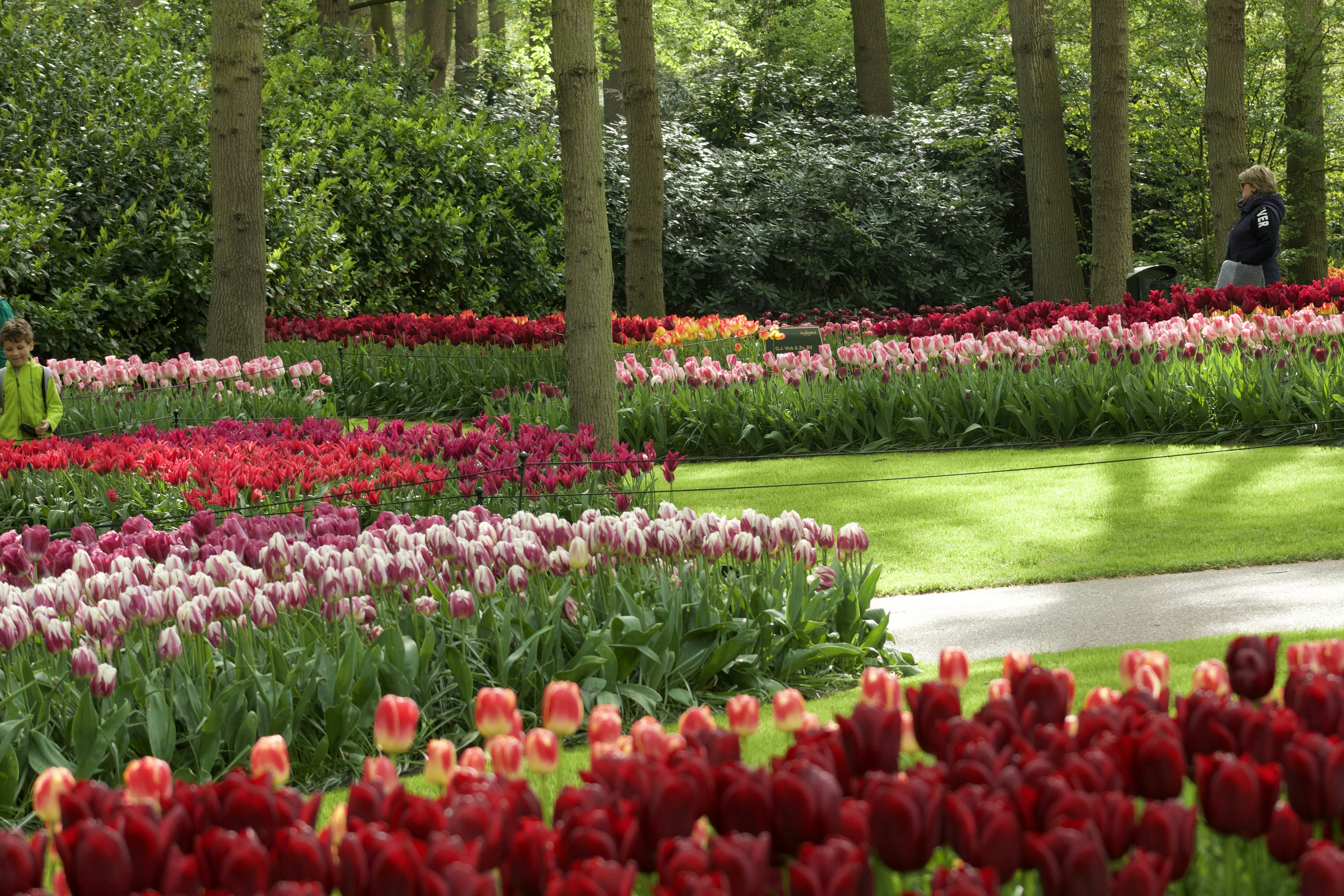 Vibrant tulip beds in a garden showcase a spectrum of colors, framed by tall trees. Visitors enjoy the floral display amidst the lush greenery.