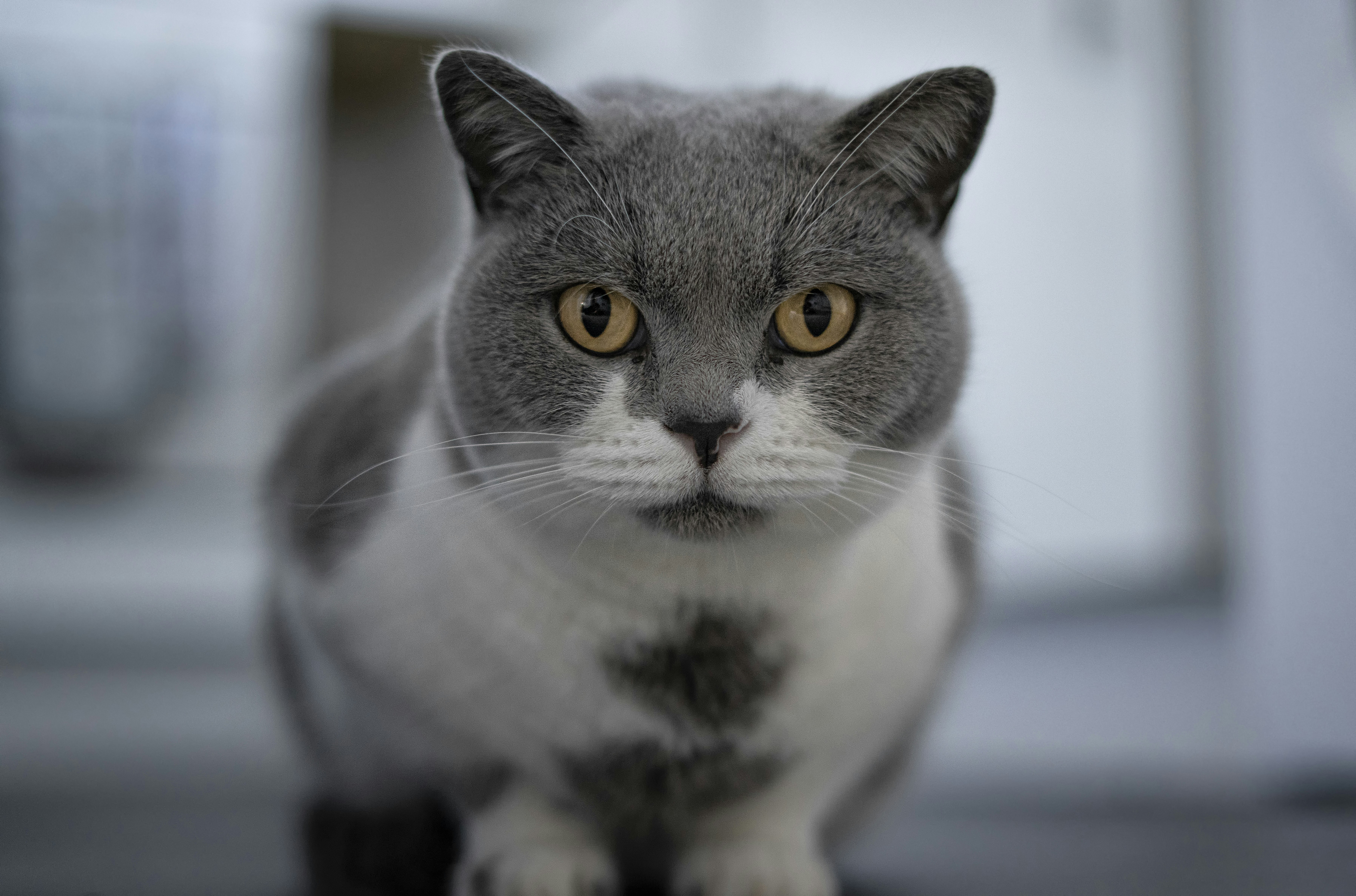 Un chat avec une patte sur le visage photo – Photo Animaux Gratuite sur ...