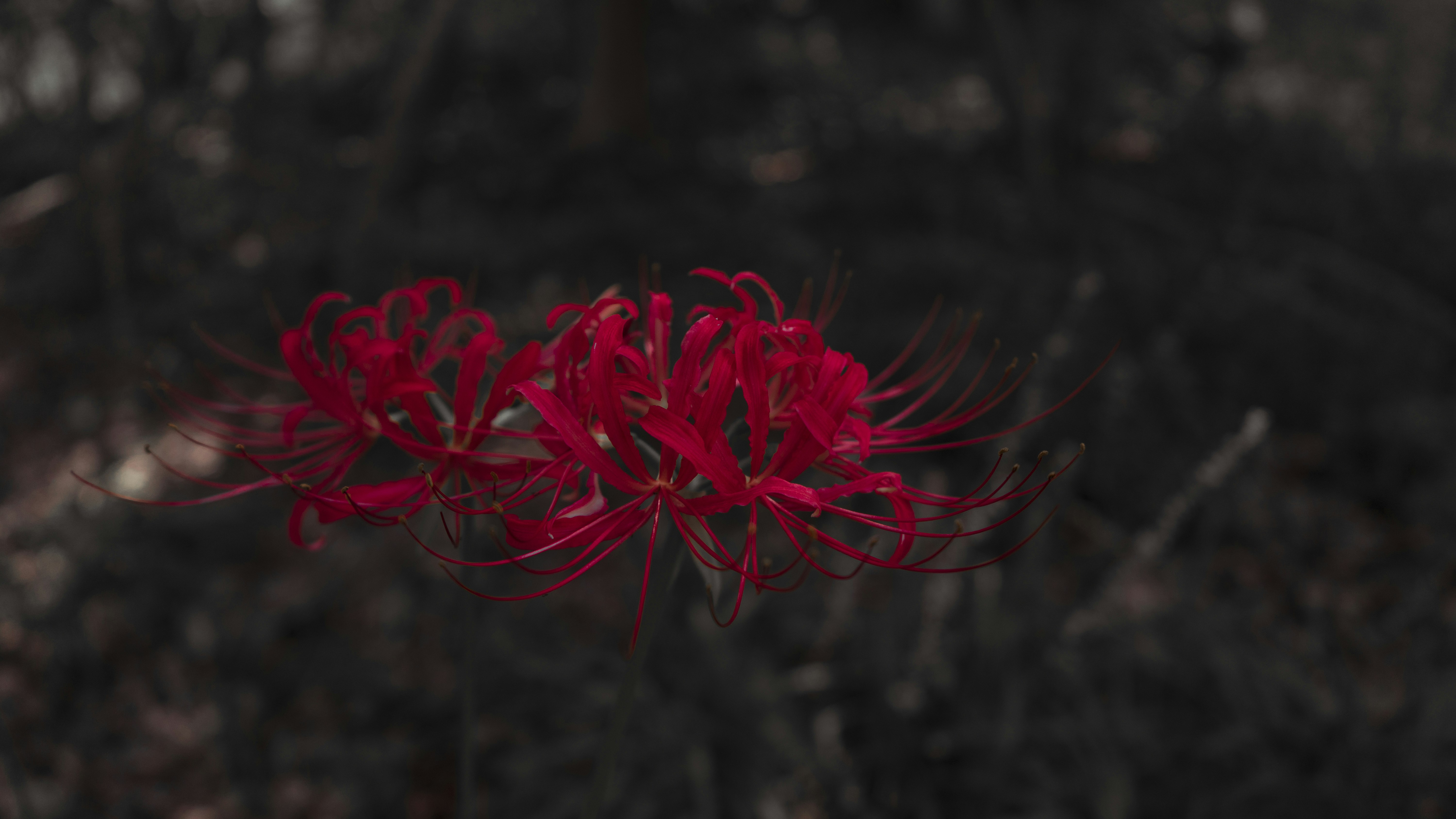 Crimson Spider Lily Emerges from Velvet Night