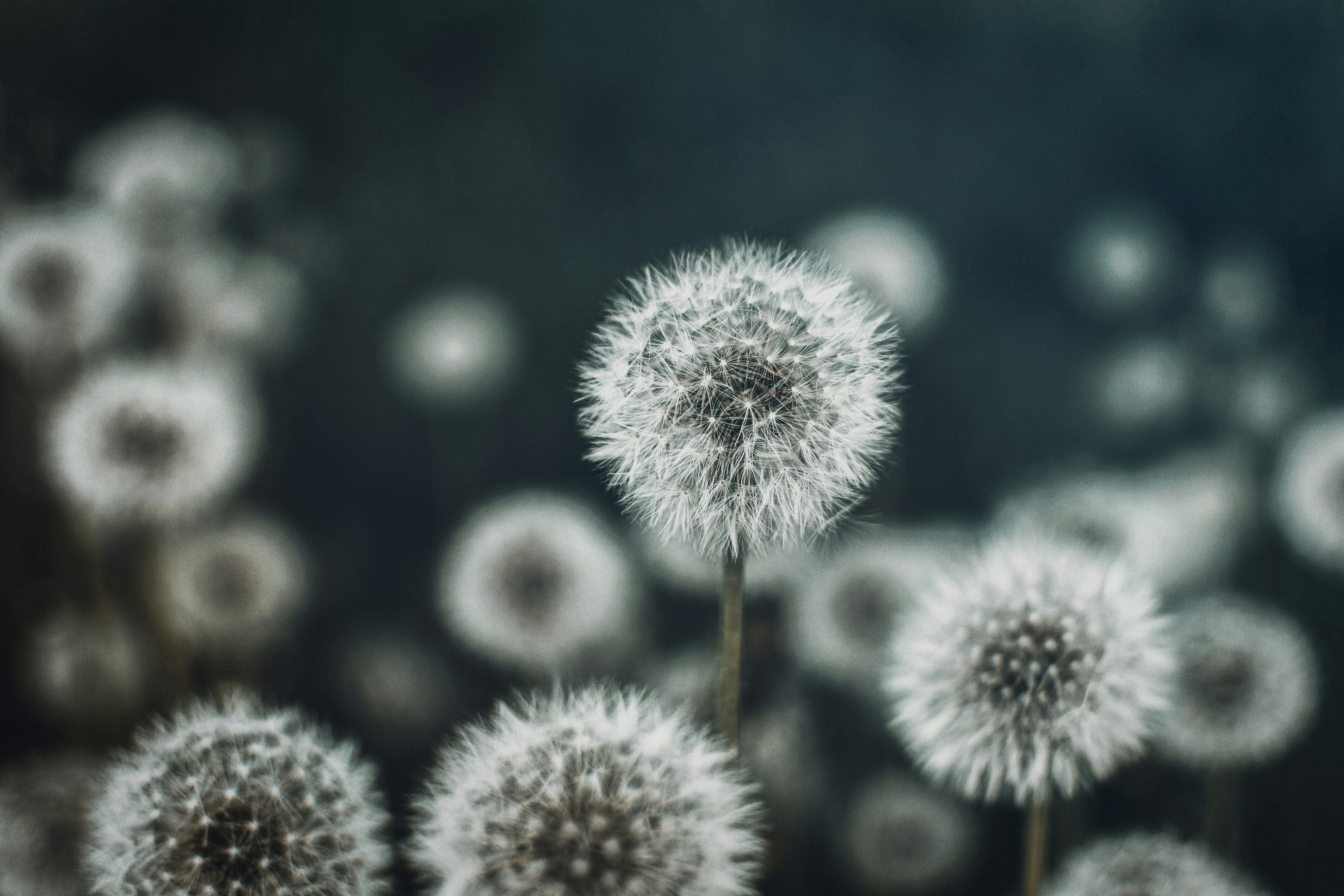 A group of dandelions photo – Free Grey Image on Unsplash