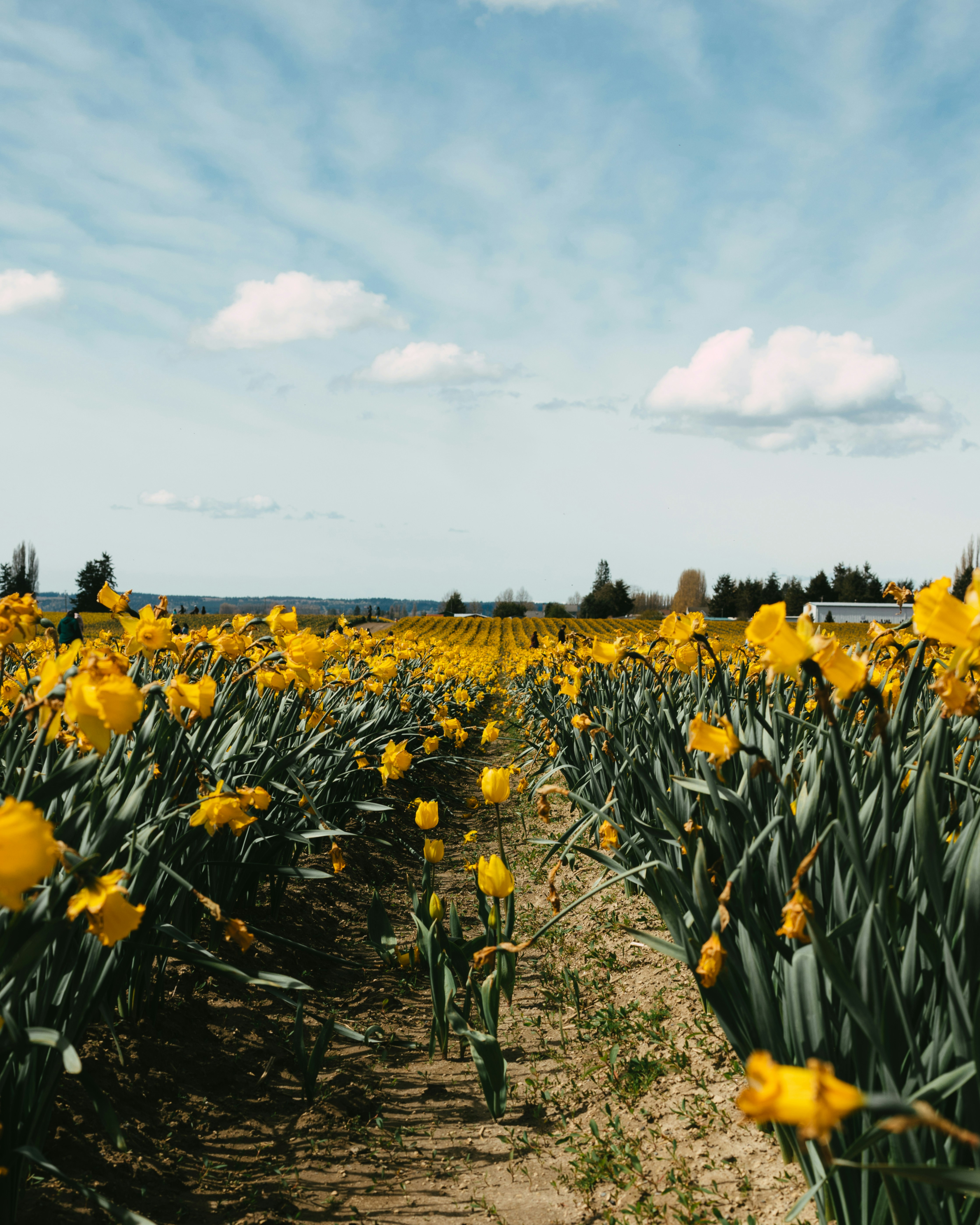 Fête Des Tulipes Photos | Télécharger des images gratuites sur Unsplash