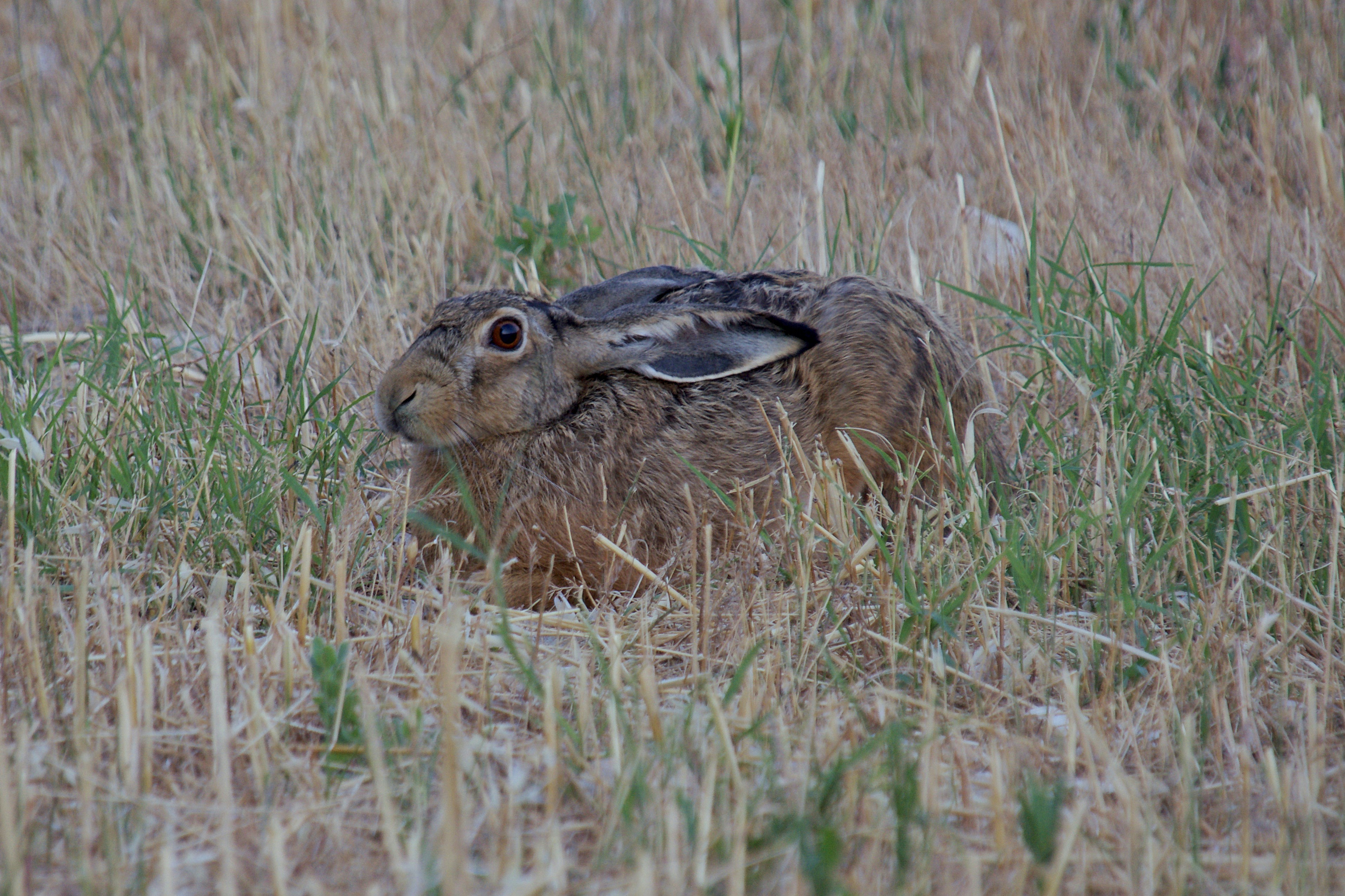 Stubble Sentinel: A Brown Hare Hidden Among Dry Field Grass