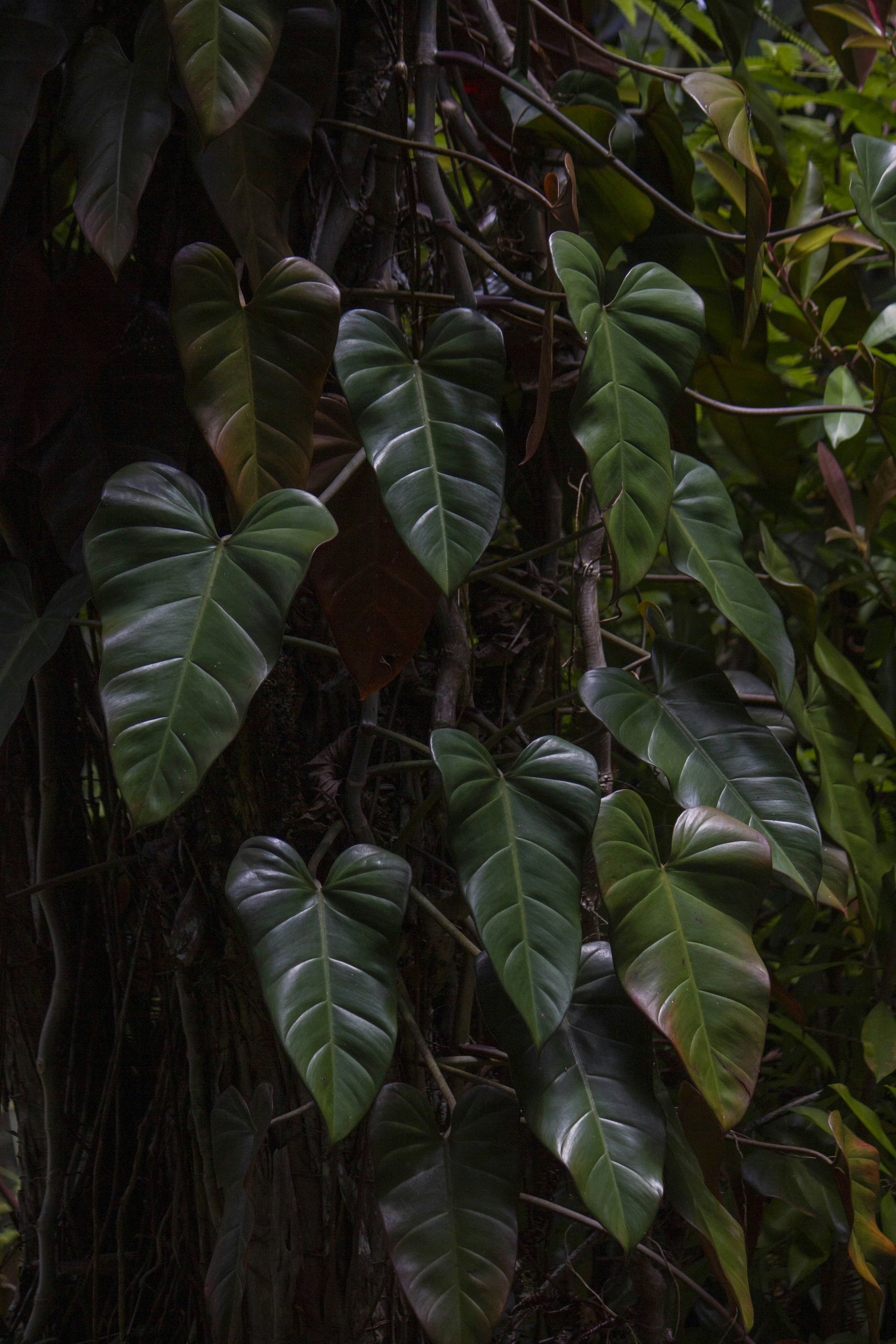 A cluster of heart-shaped leaves clinging to a tree trunk, showcasing a rich palette of greens and browns. The intricate textures and shapes highlight the beauty of foliage.