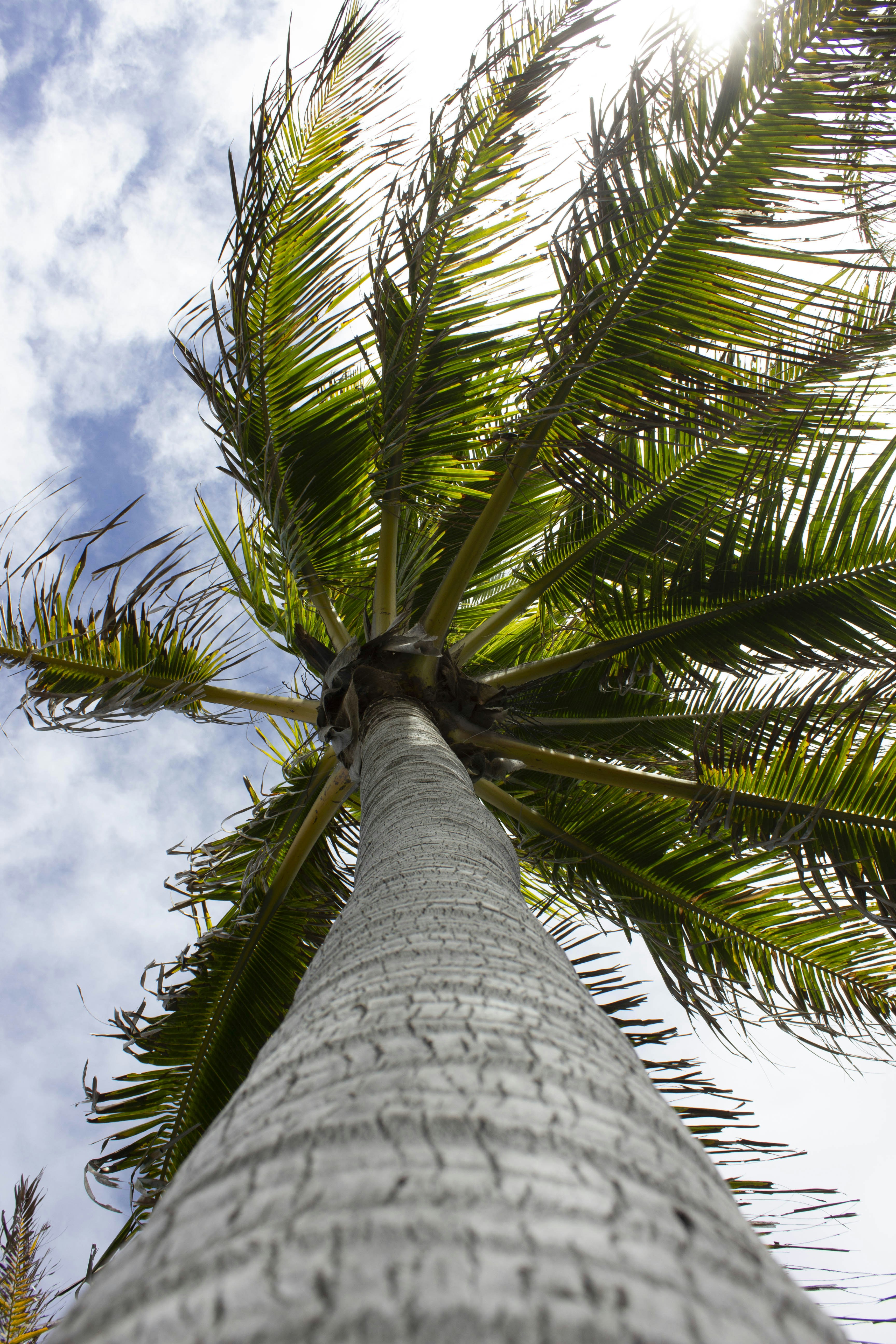 Una palmera con un cielo azul foto – Imagen de Hilo gratuita en Unsplash