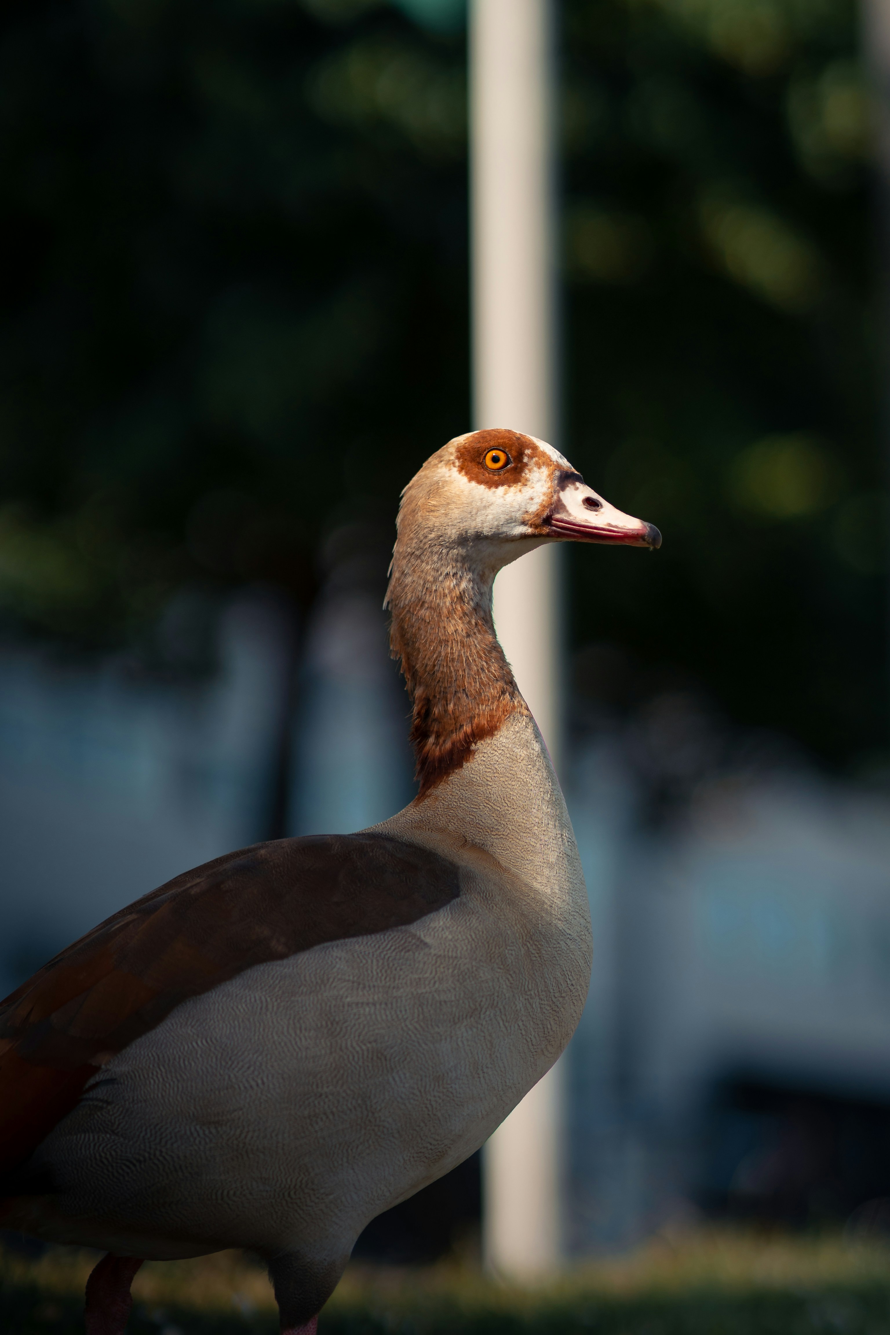 Amber-Eyed Goose in Soft Afternoon Light