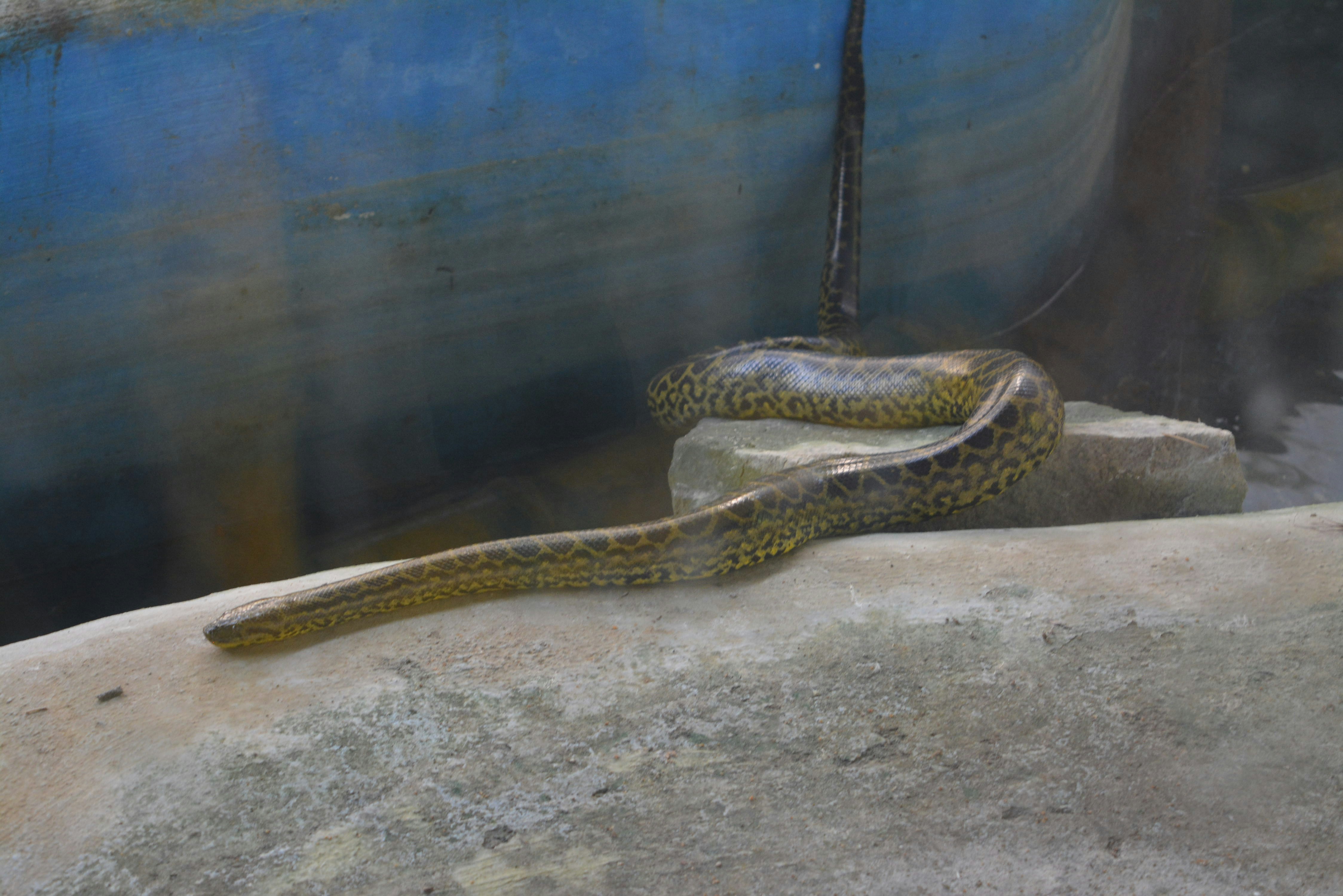 A snake on a rock photo – Free Vandalur zoo Image on Unsplash