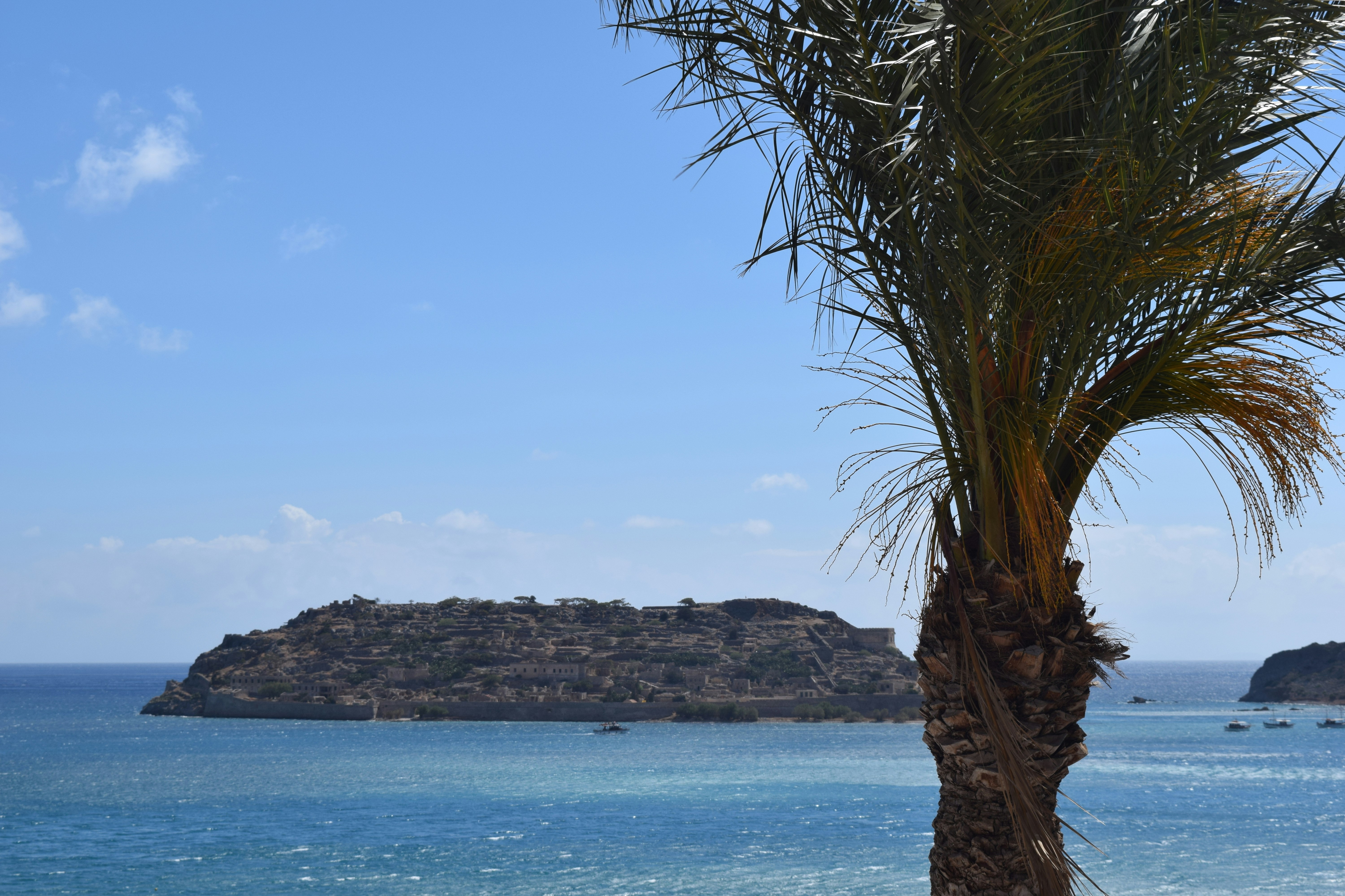 A palm tree gently sways in the foreground, framing a tranquil island amidst the azure sea under a clear sky.