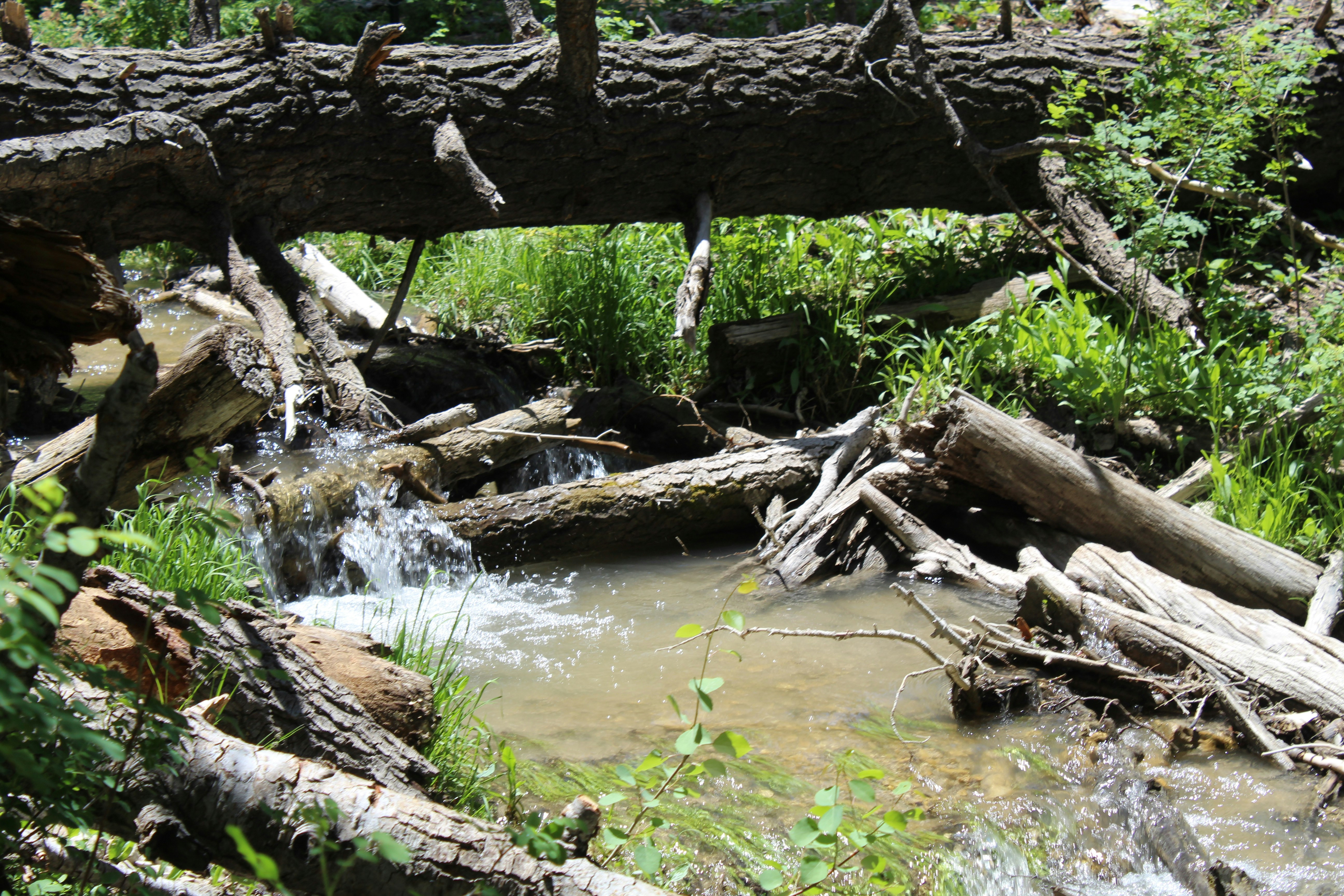 Gentle stream flowing beneath a fallen log, surrounded by lush greenery and scattered branches. Nature's tranquility captured in a serene setting.
