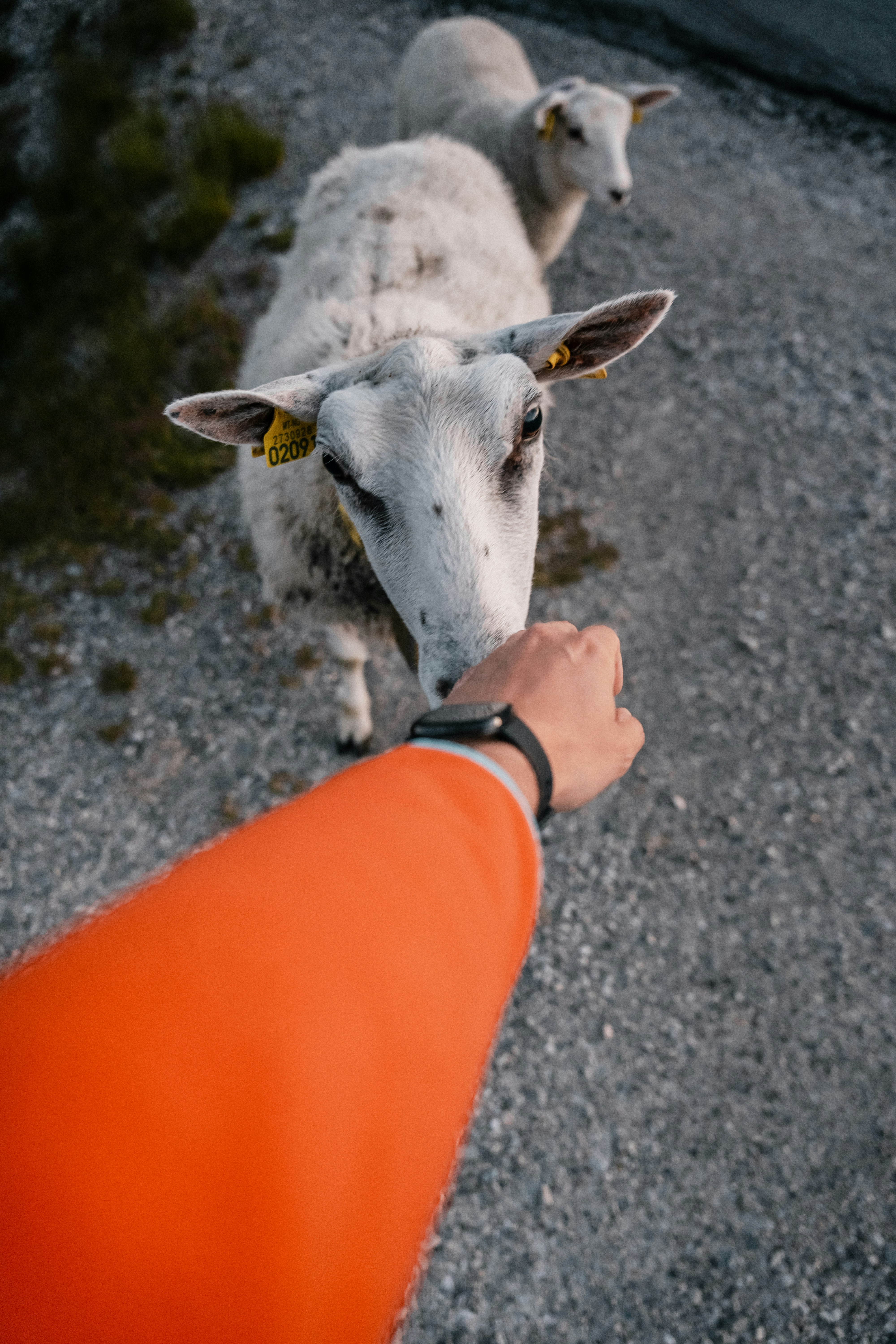 a person holding a marker in front of a group of sheep