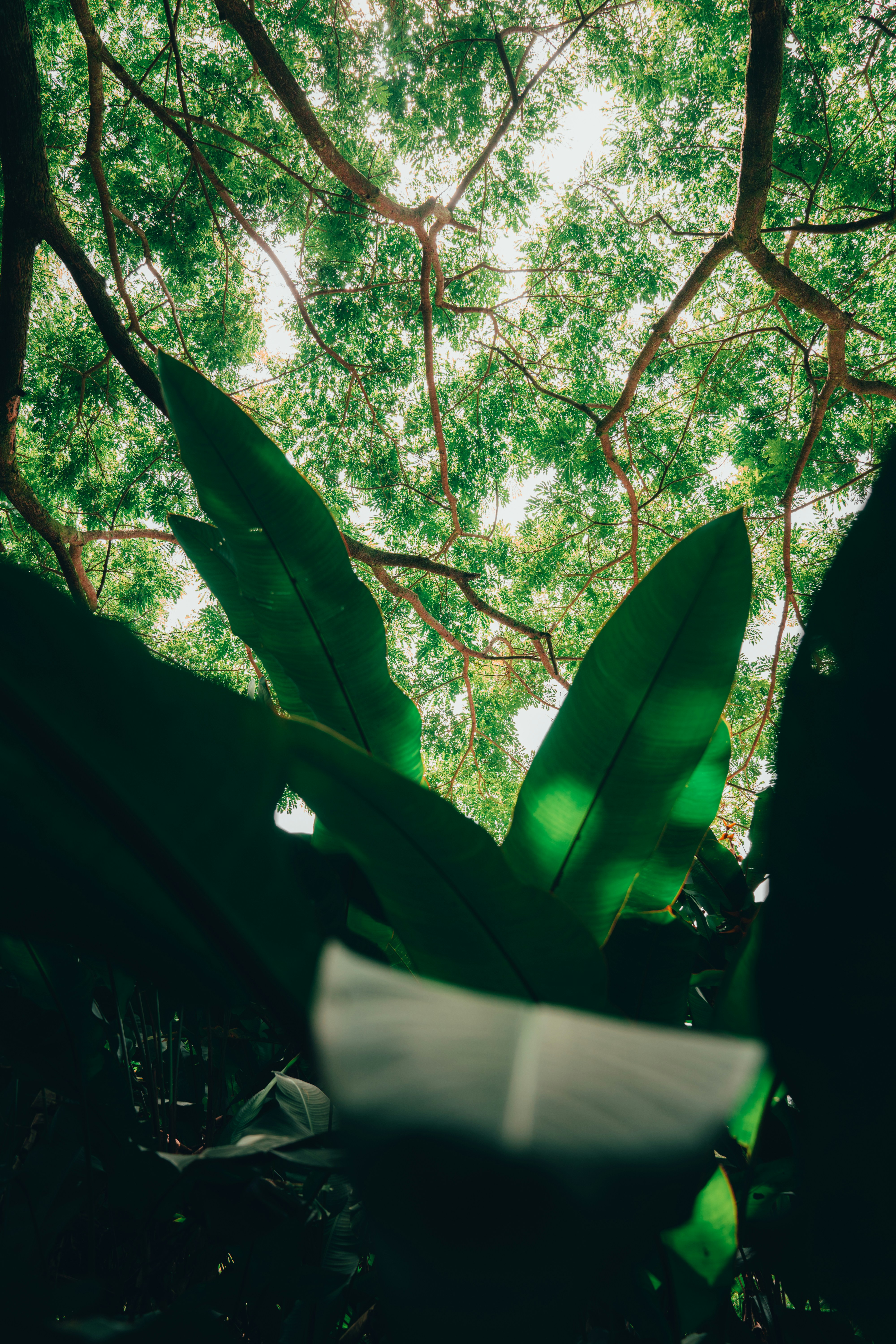 Lush green leaves frame a view of a sunlit canopy, creating a serene atmosphere in a tropical setting.
