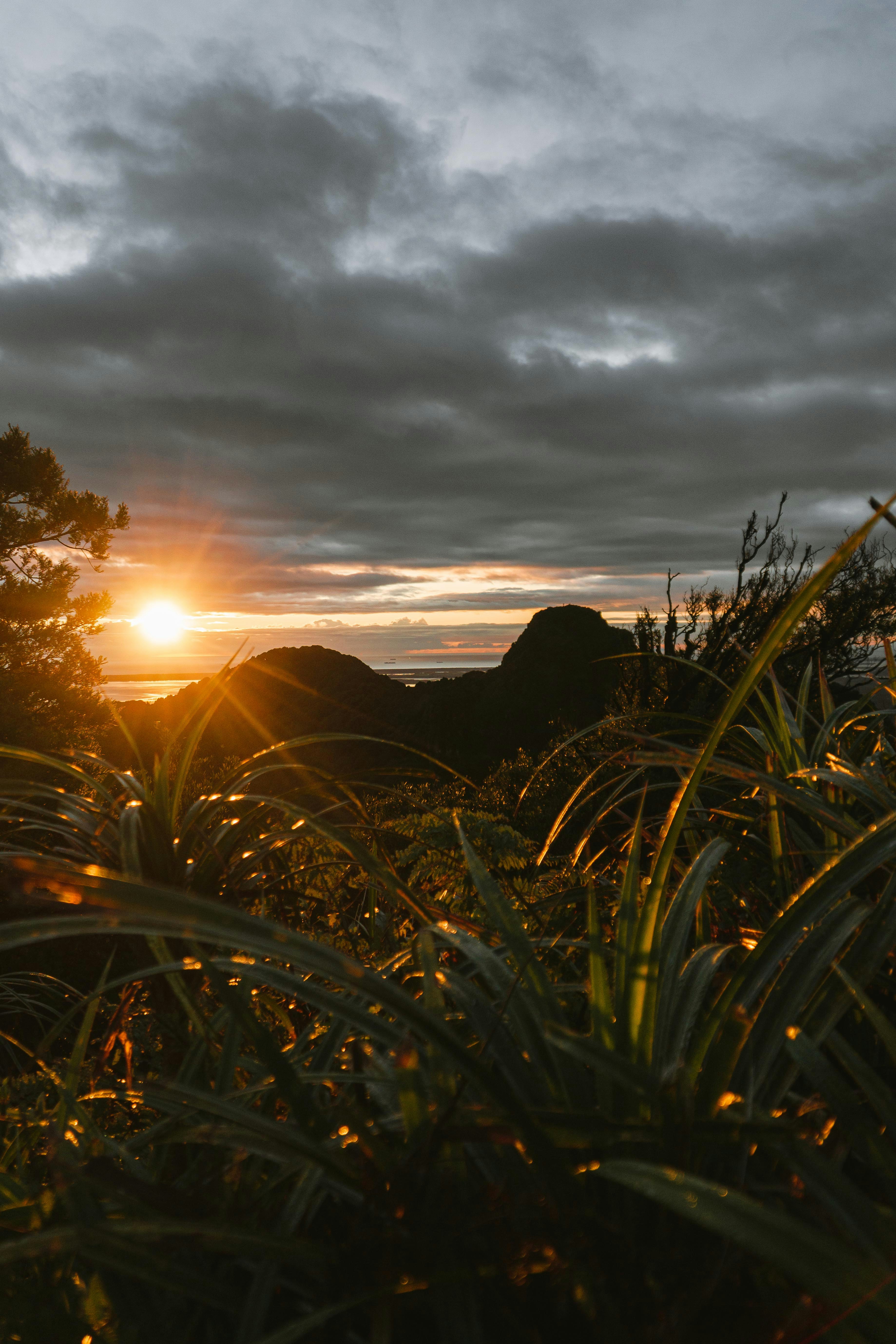Sunlit Ridge at Golden Hour Amid Coastal Foliage