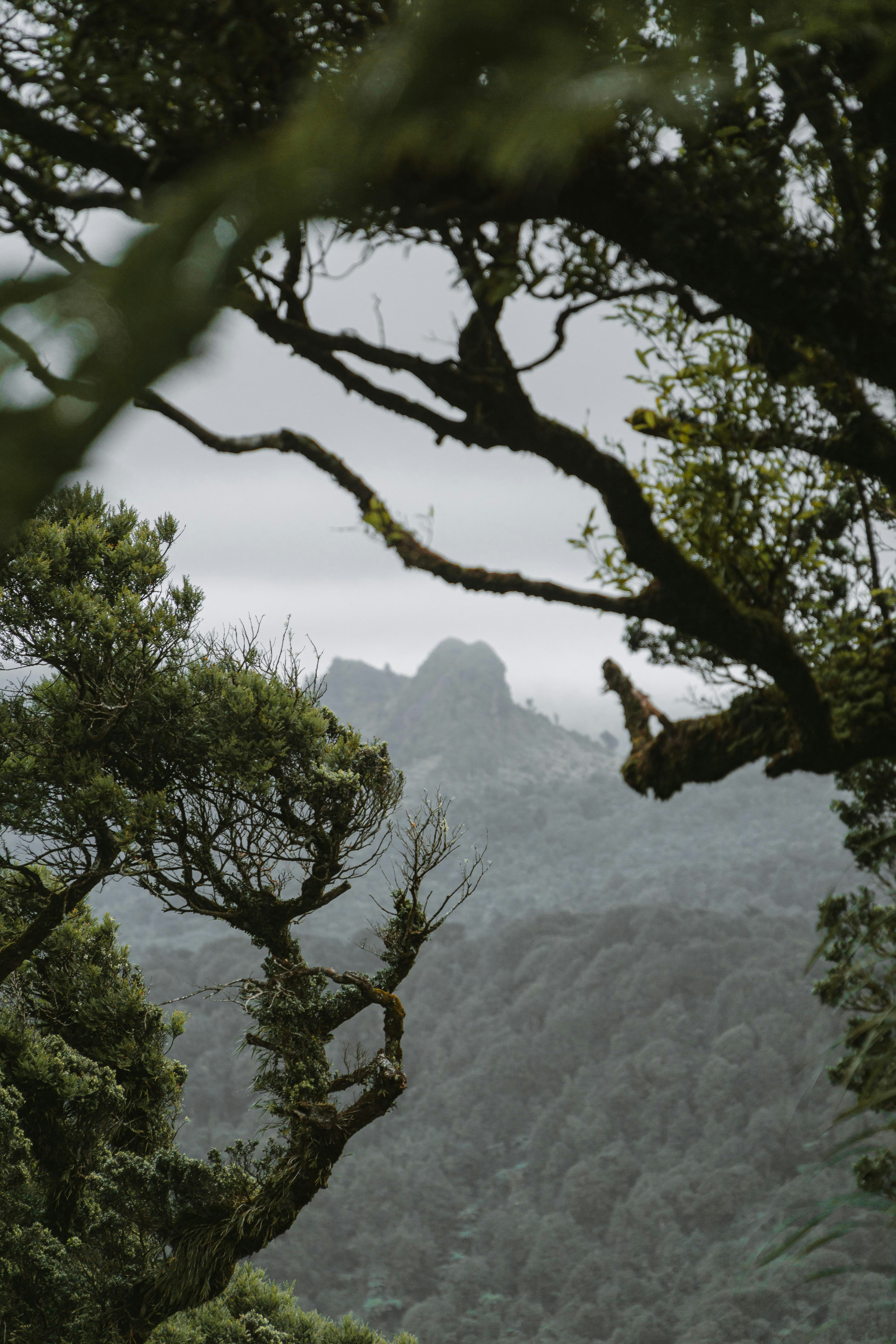 Framed in the Tangle: Mountain Profile through Wind-Kissed Branches