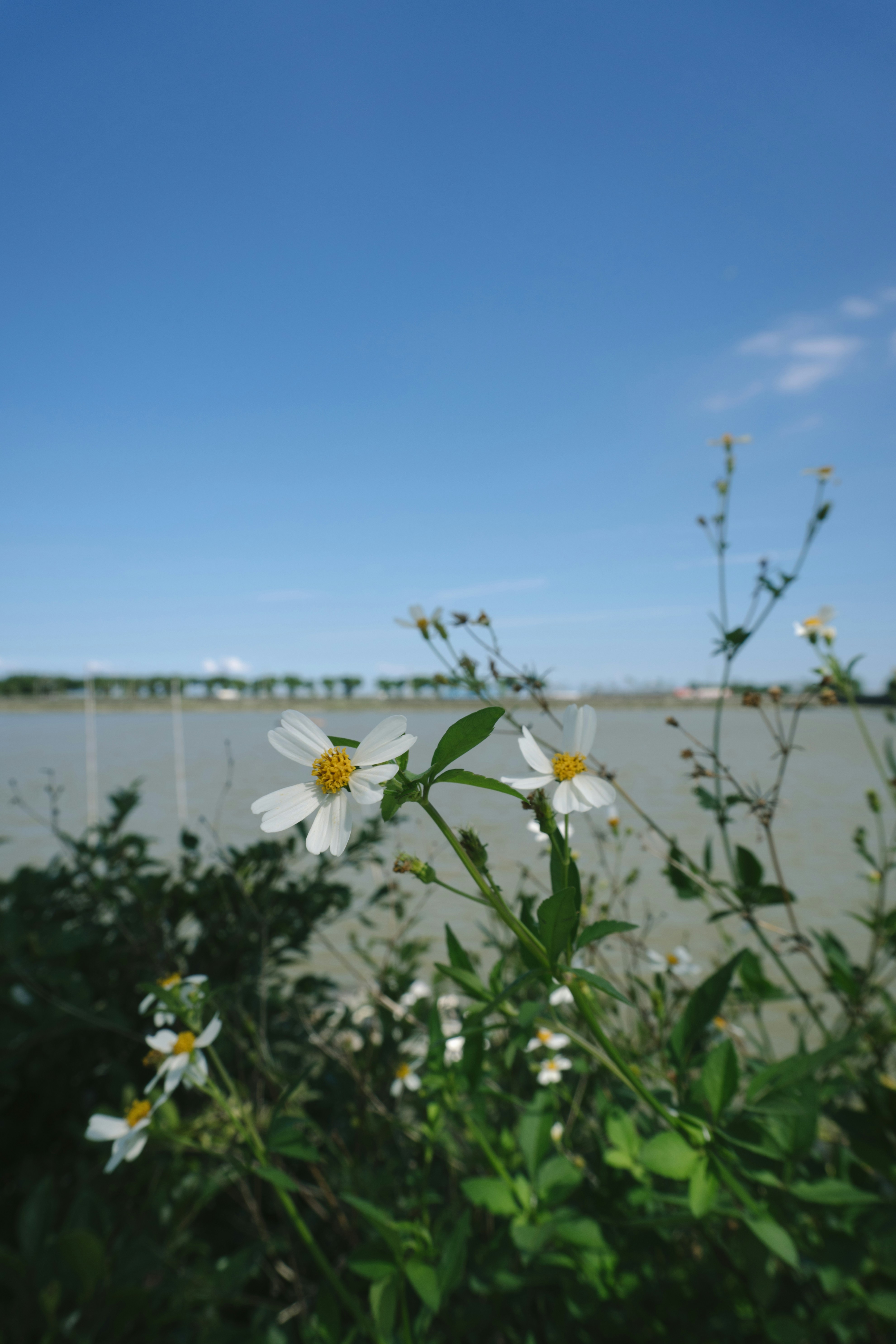 White daisies in the foreground with a coastal horizon under a clear sky