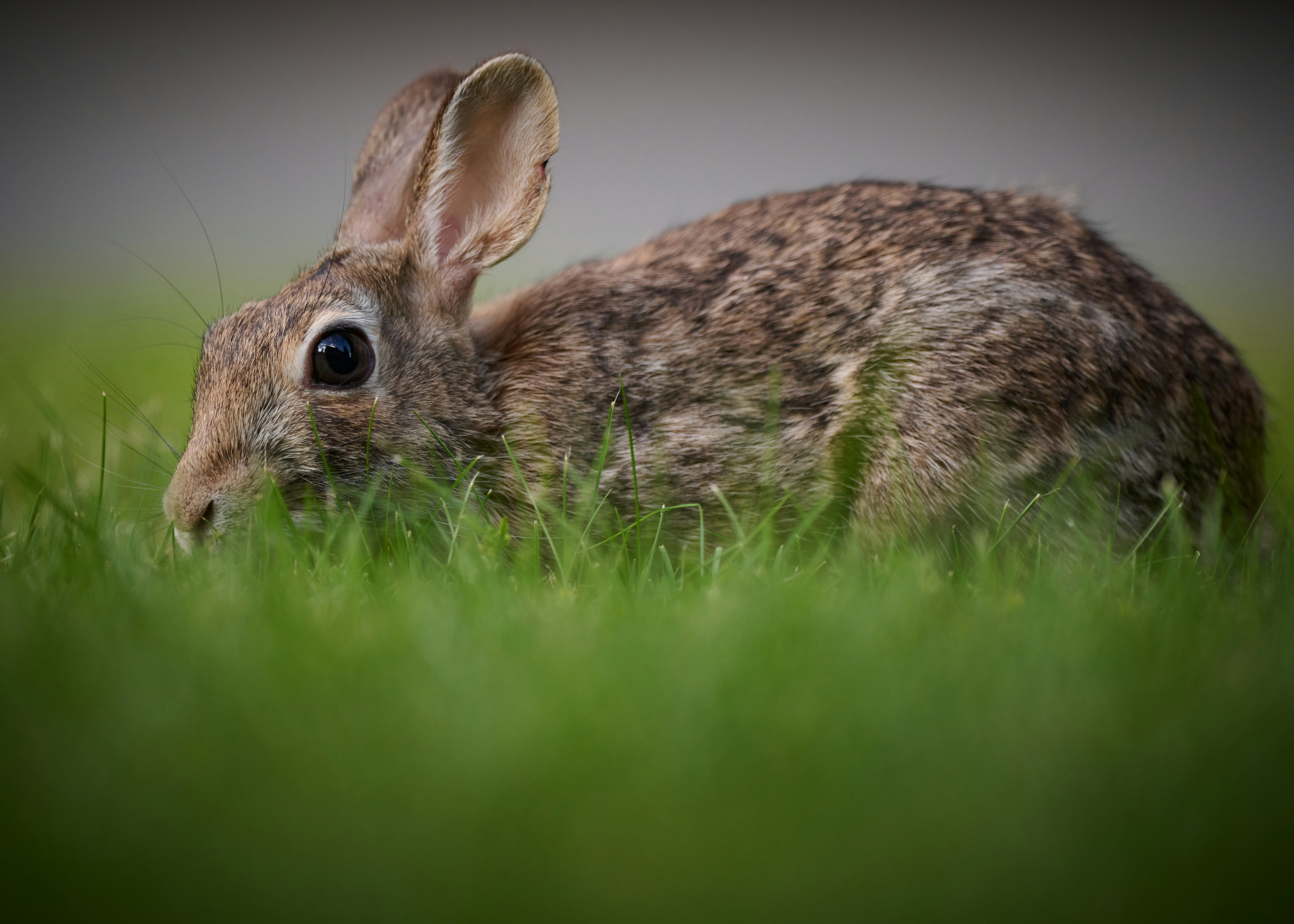 A rabbit in the grass photo – Free Animal Image on Unsplash