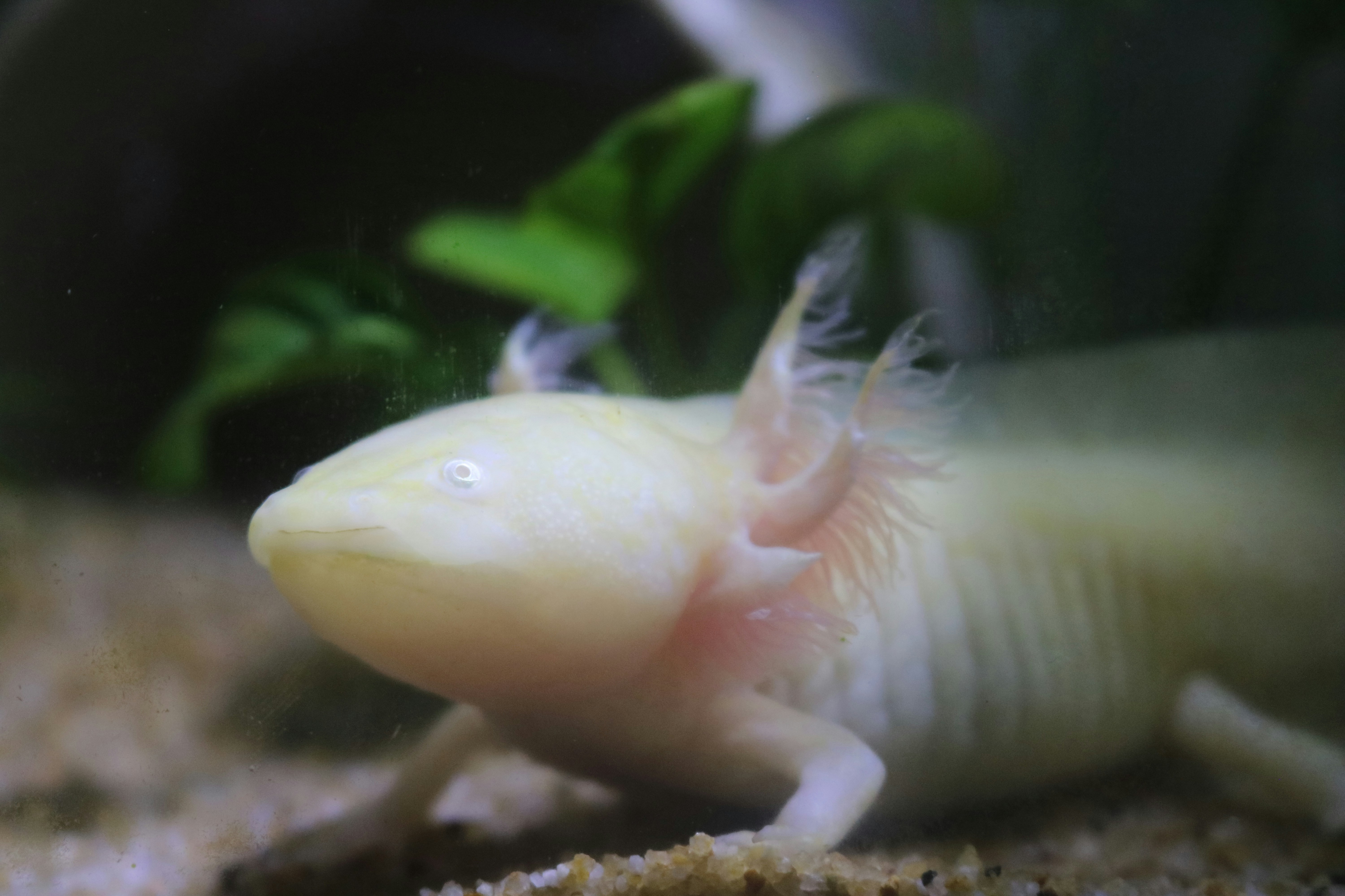 An axolotl glides gracefully through its aquatic habitat, showcasing its delicate features against a backdrop of lush greenery. This unique amphibian is known for its regenerative abilities.