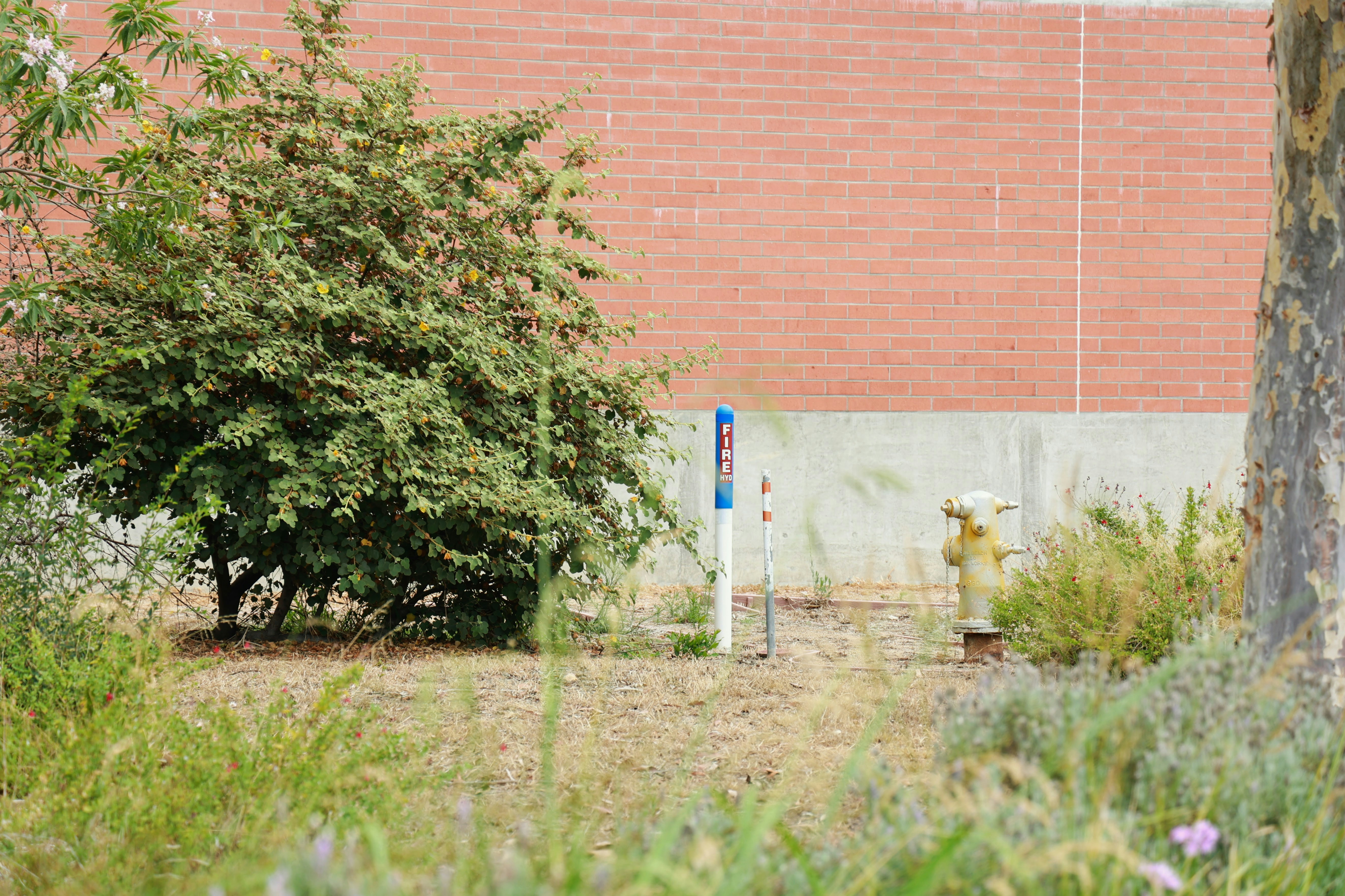 A yellow fire hydrant next to a tree photo – Free Plant Image on Unsplash