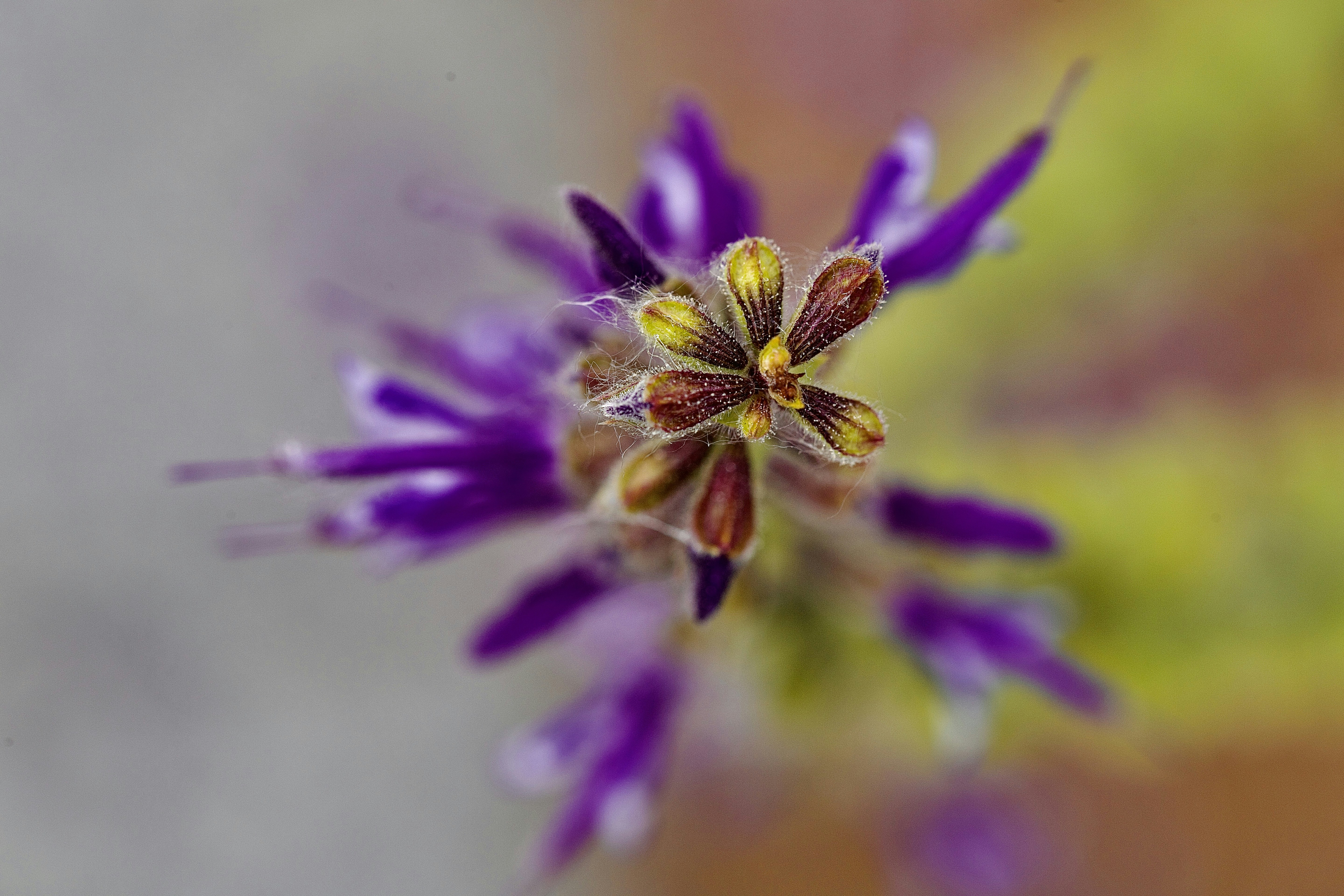 Violet Microcosm: Velvet Petals and a Fuzzy Center in Dreamy Blur