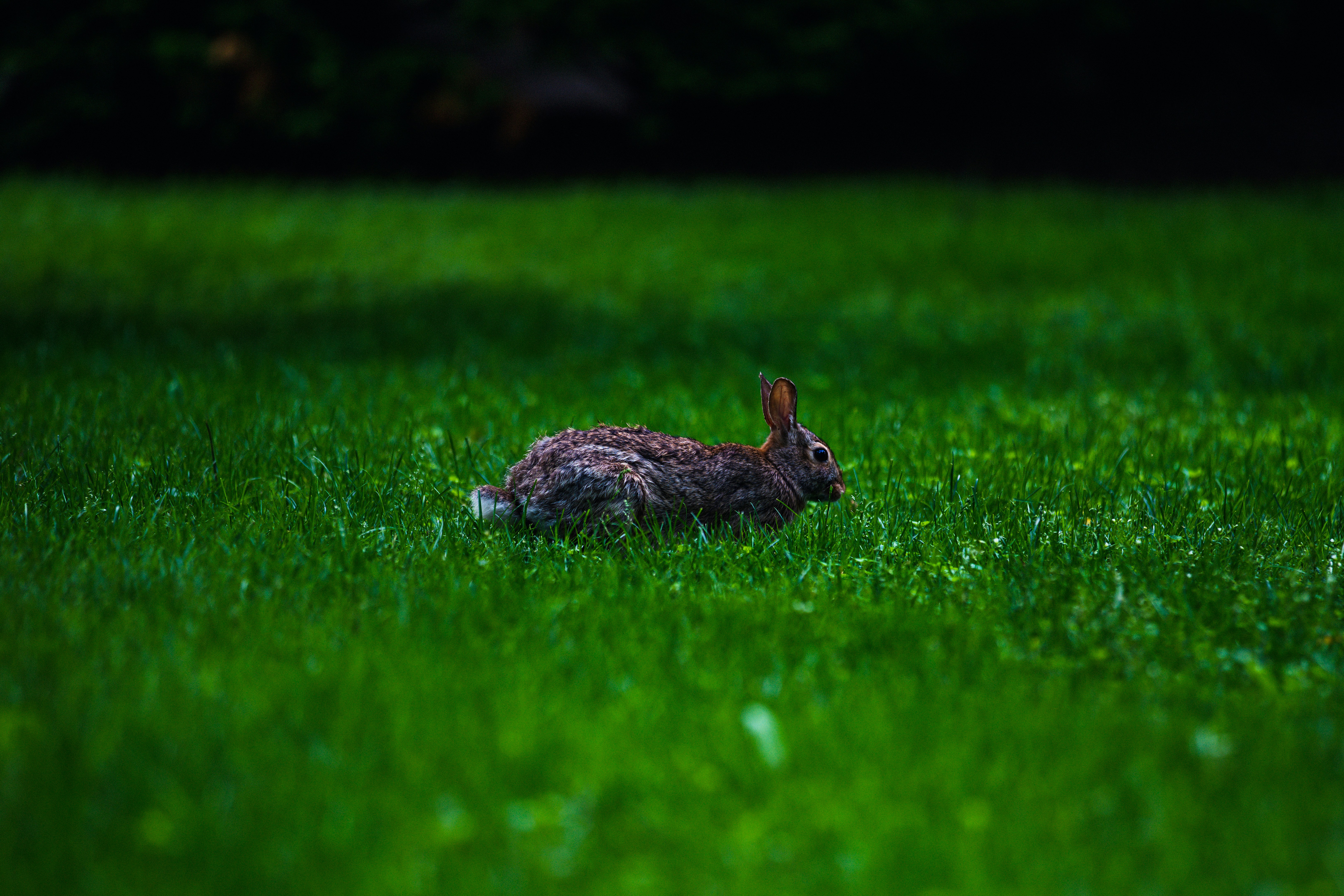 Emerald Quiet: Rabbit at Rest in a Velvet Green Field