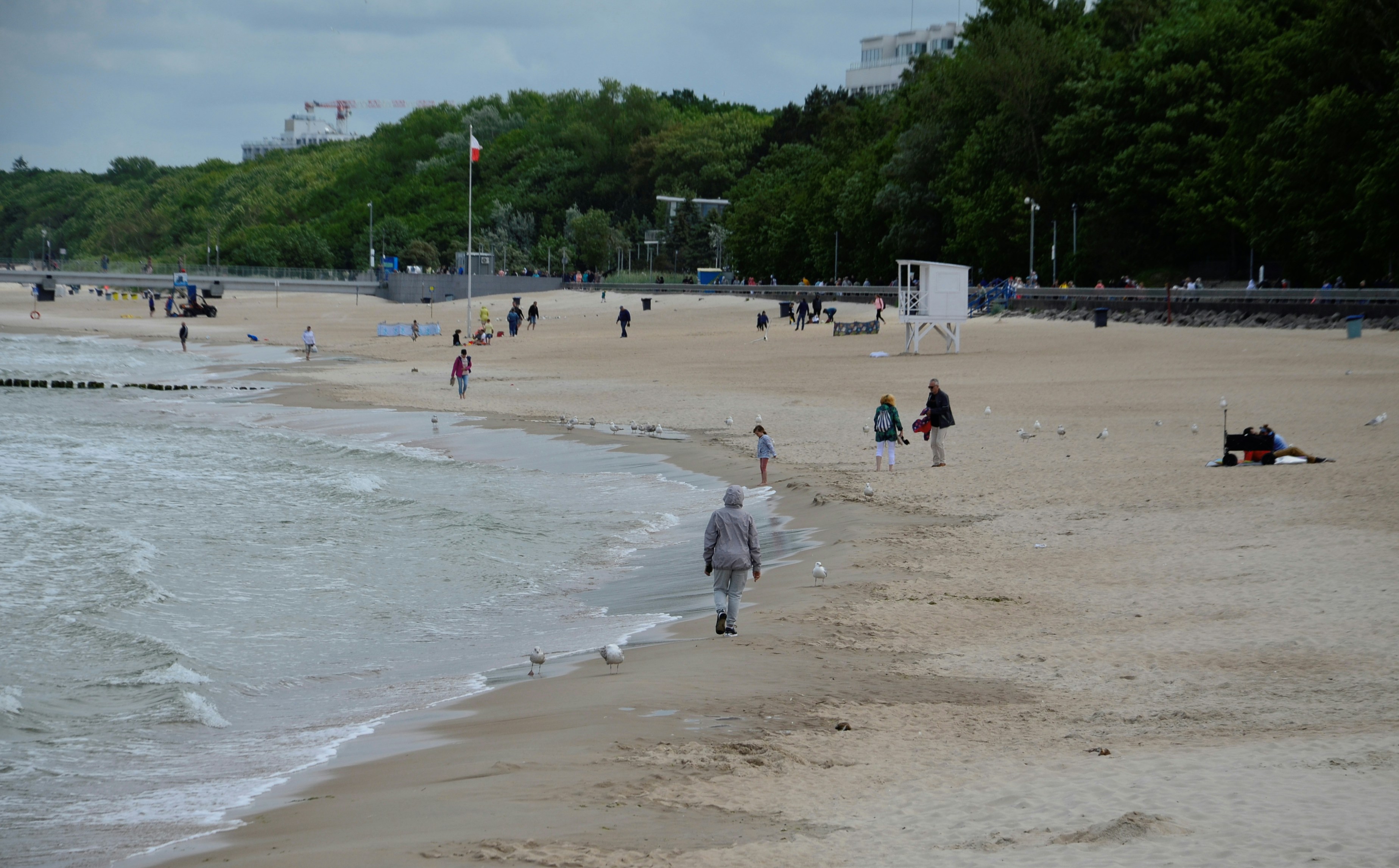 Solitary Grey-Coat Stroll Along an Overcast Beach