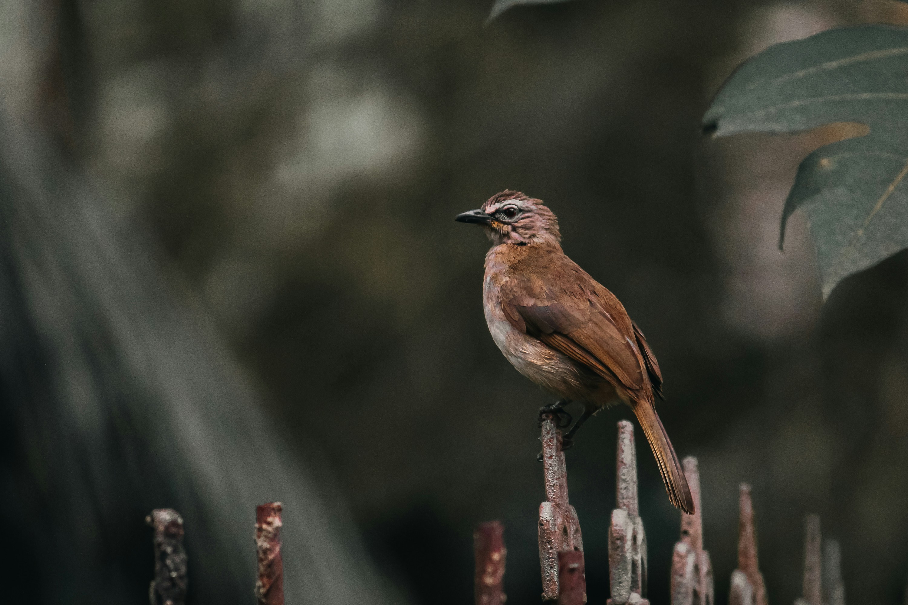 A Moment of Stillness: The Perched Observer