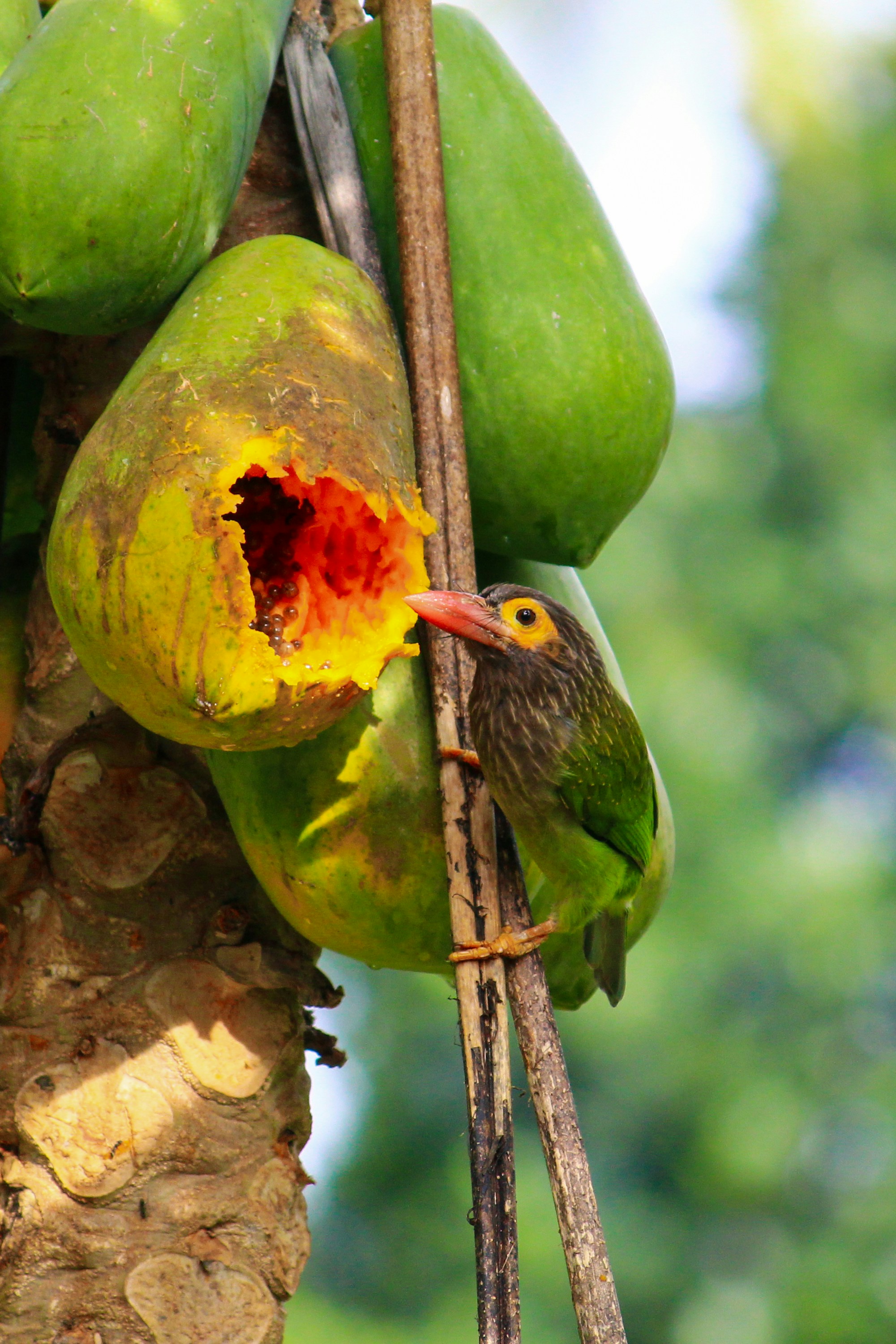 Bird Eating Fruit