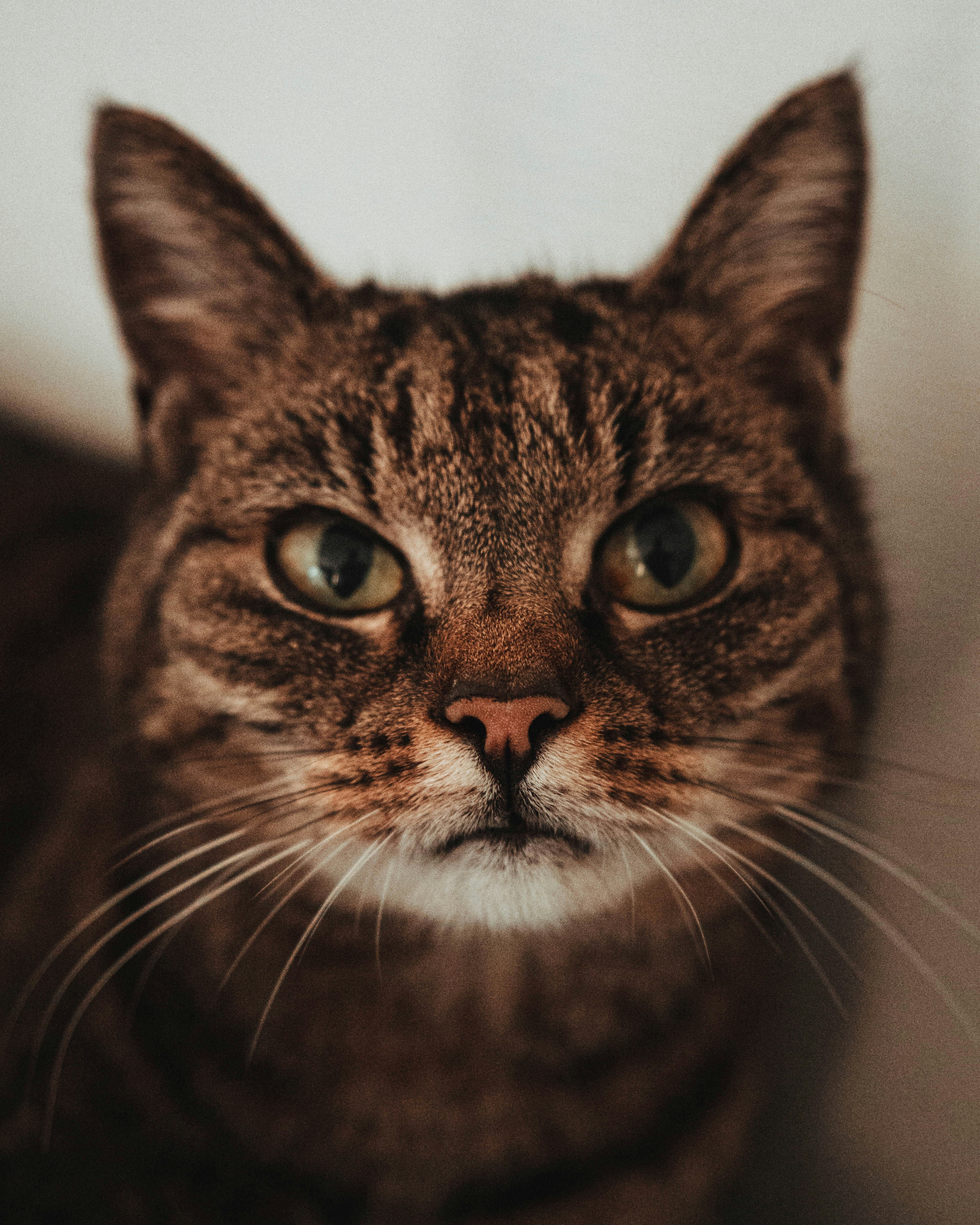 Foto Un gato mirando a la cámara – Imagen Gato gratis en Unsplash
