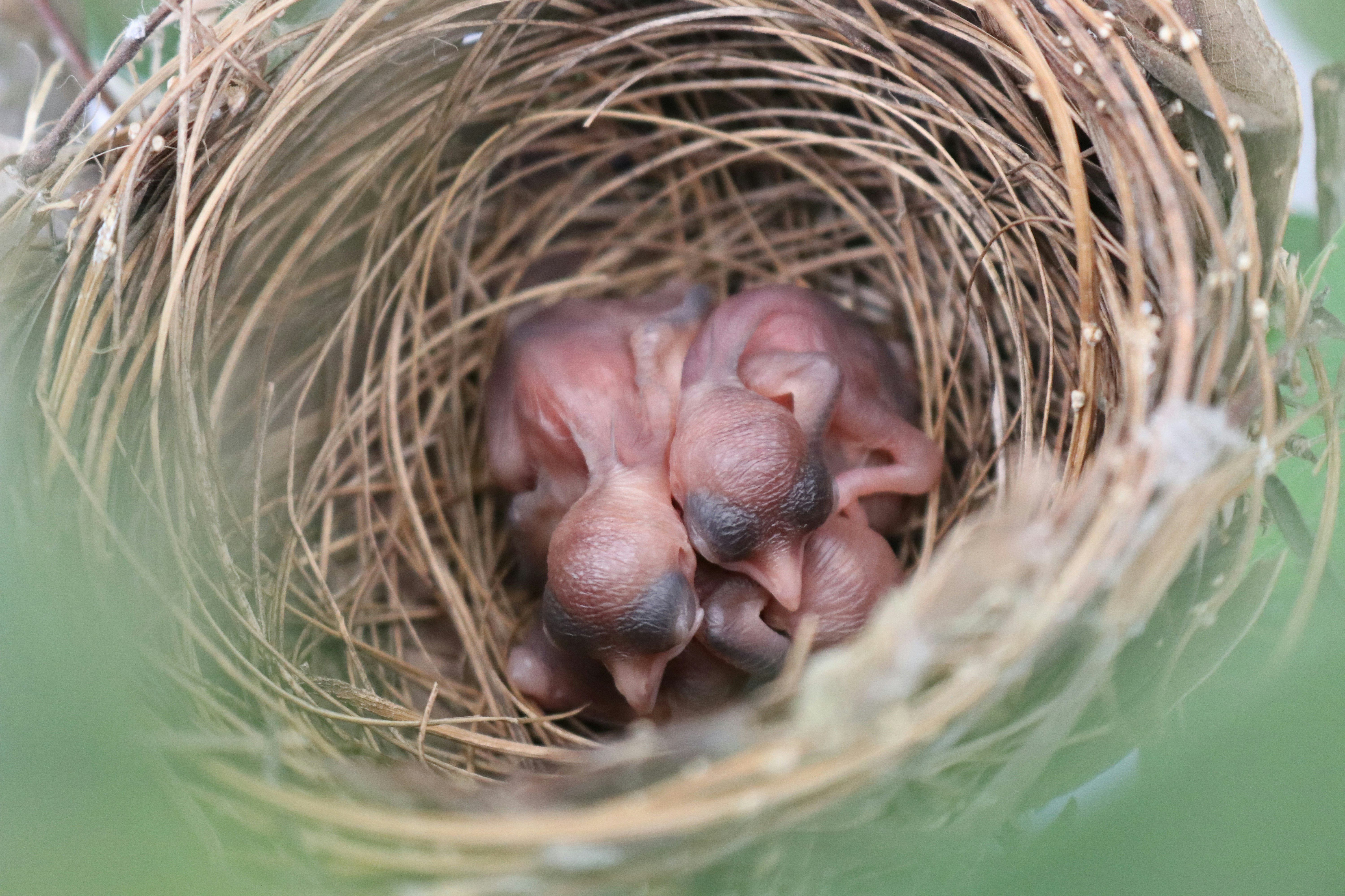 Foto Pajaritos en un nido – Imagen Amor por los animales gratis en Unsplash