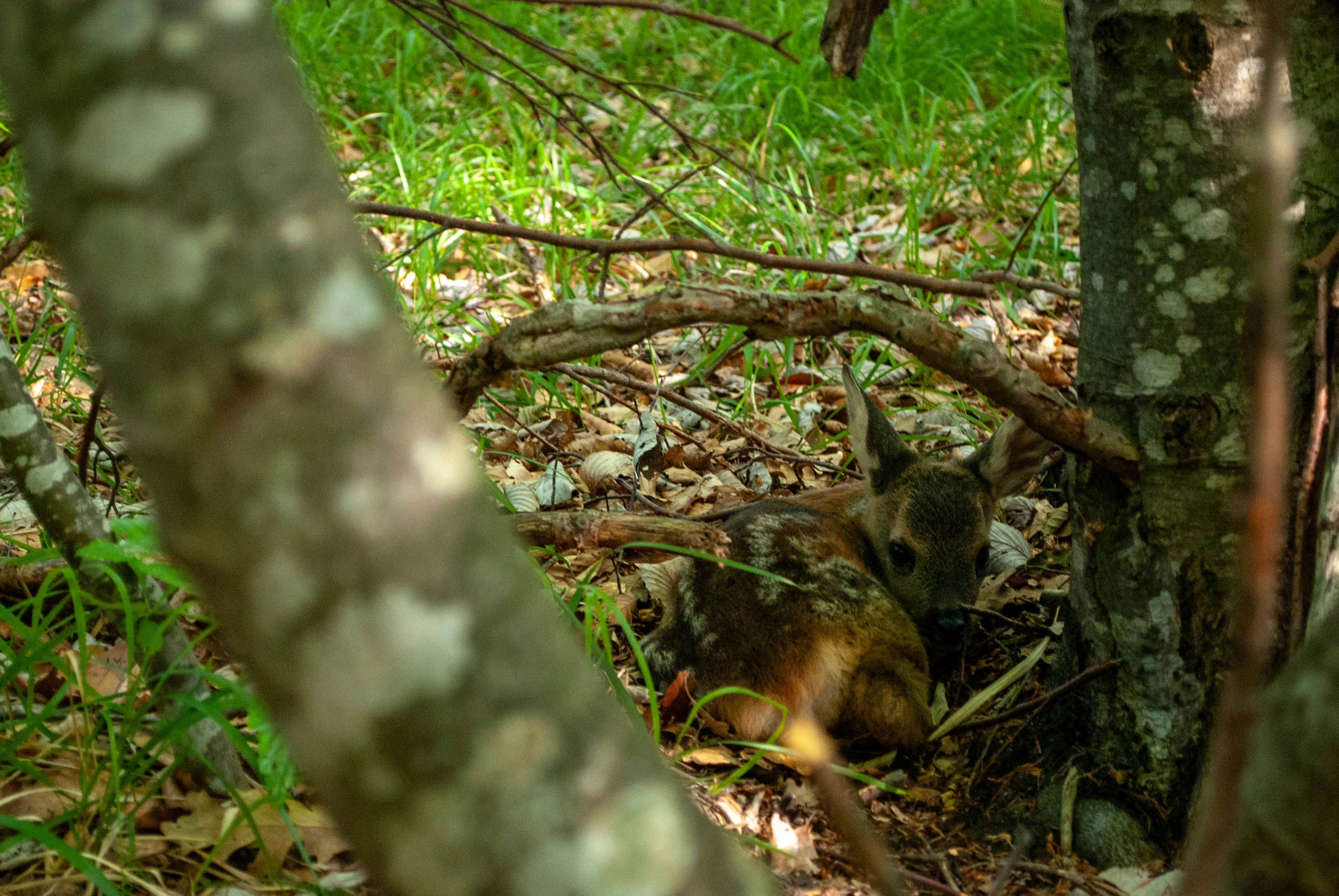 A rabbit in the woods photo – Free Forest Image on Unsplash