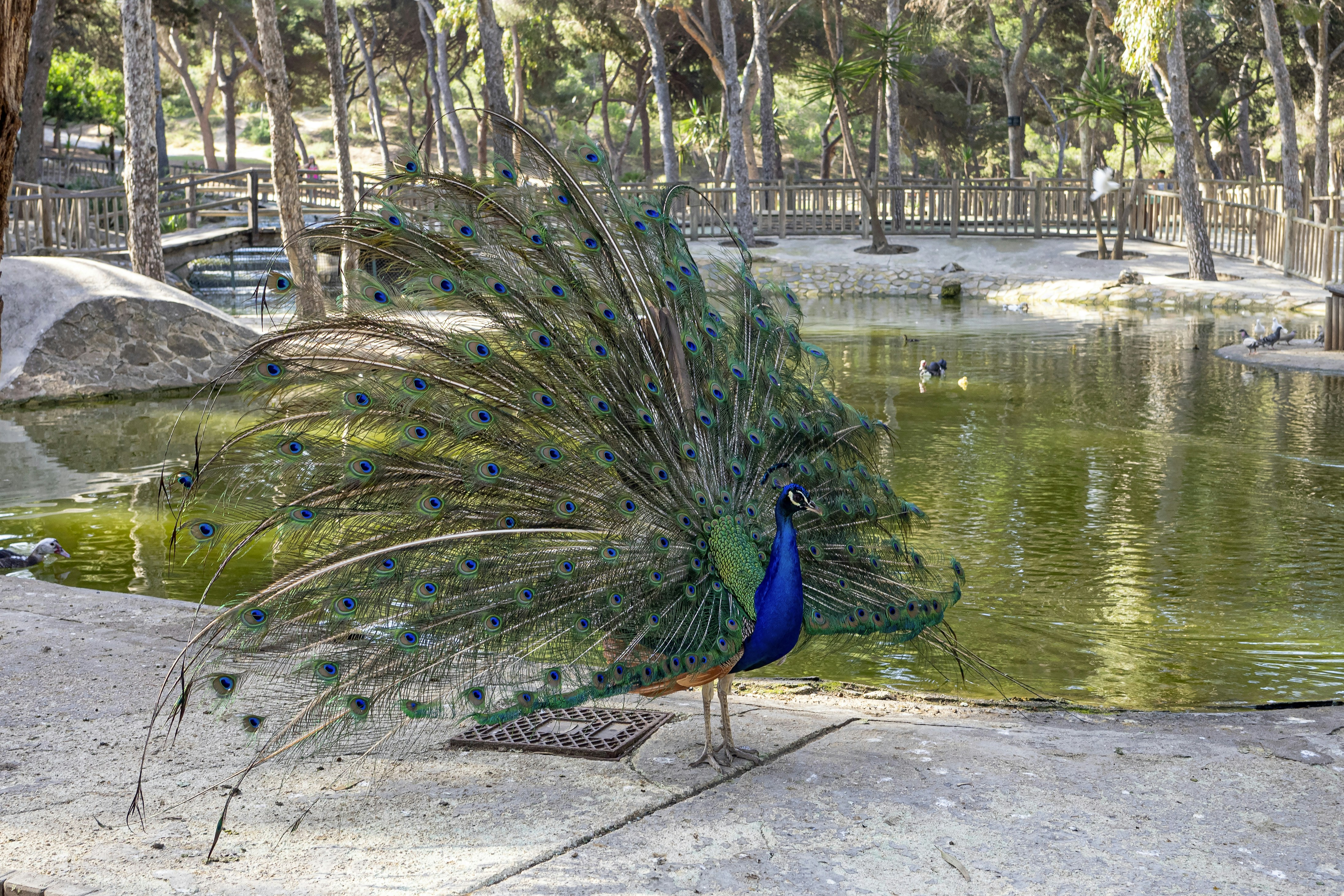 Emerald Curtain: A Park Peacock Unfurls Its Tail at the Pond