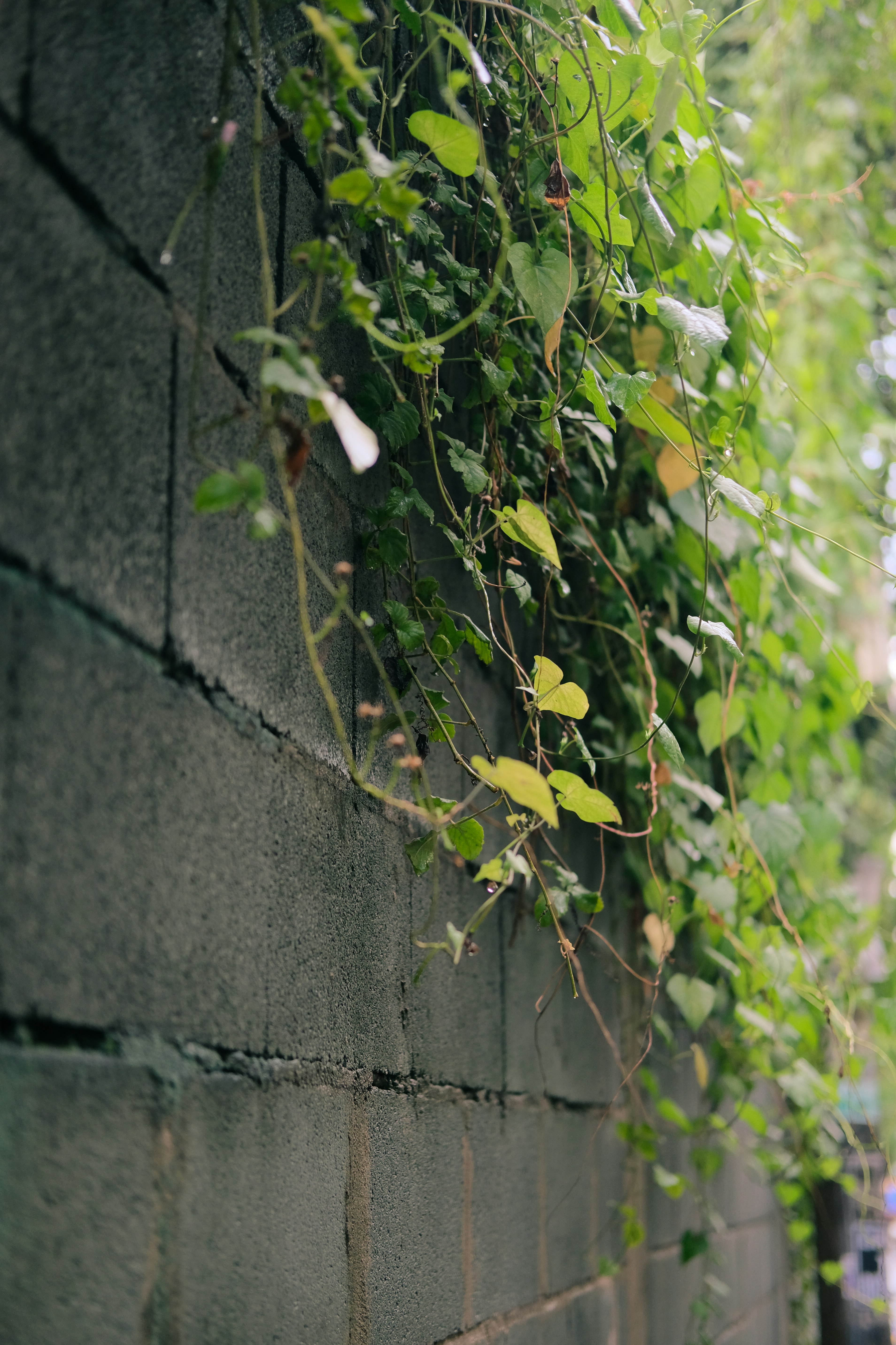 Vibrant green vines cascade over a textured gray wall, showcasing the contrast between nature and urban structures.