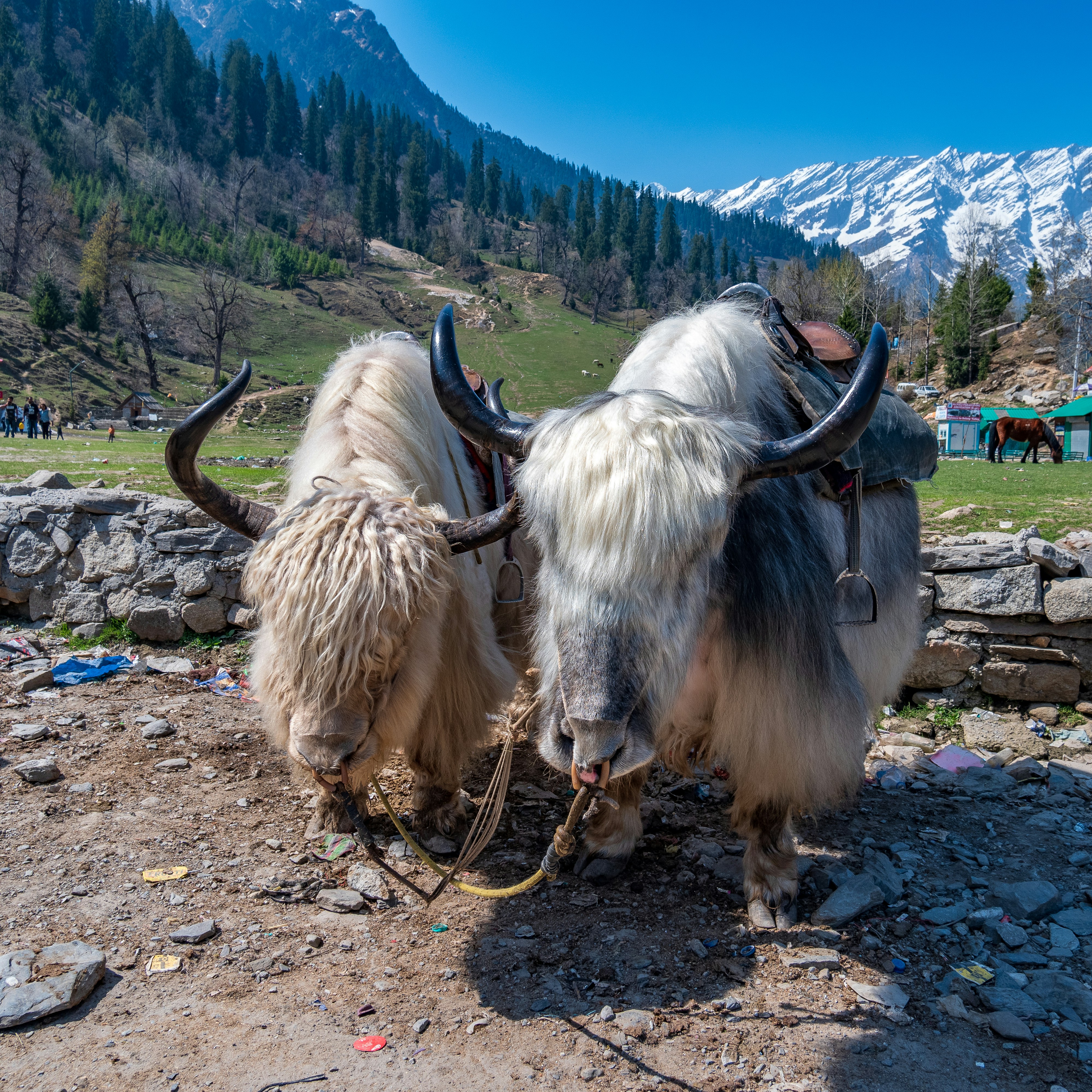 Two yaks stand side by side against a backdrop of lush mountains and clear skies, embodying the tranquility of alpine life.