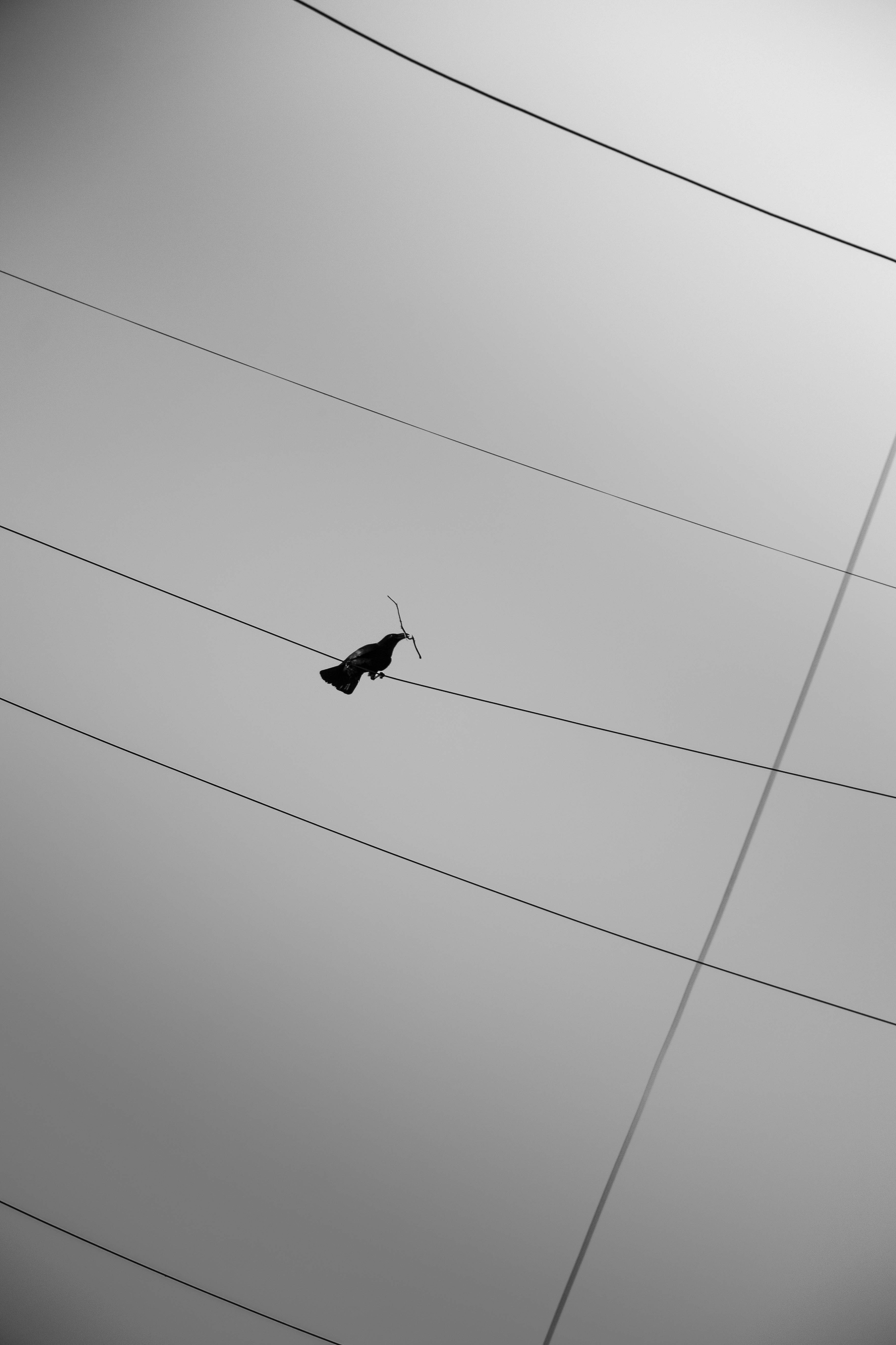 a bird sitting on a power line