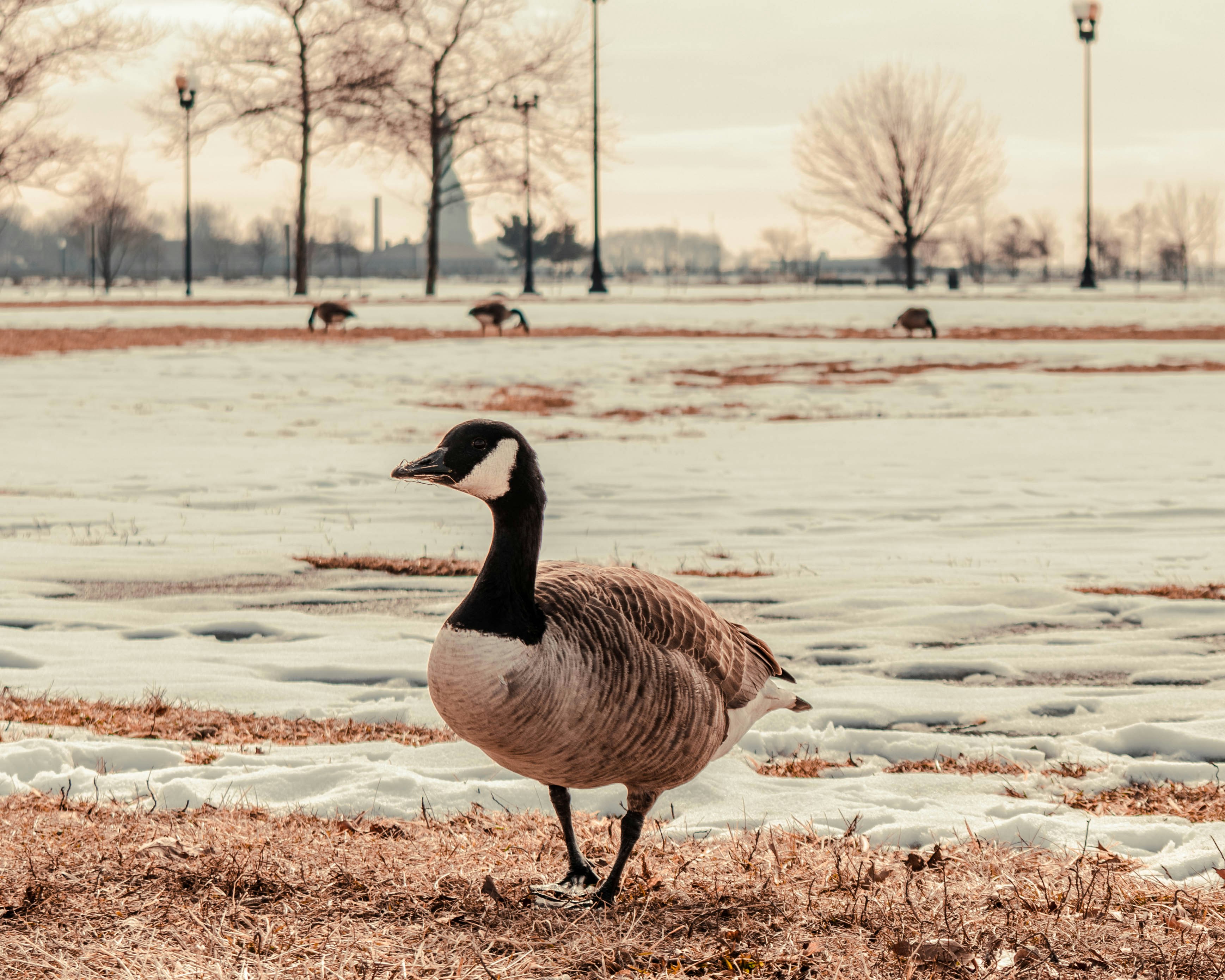 A duck walking on a frozen lake photo – Free Liberty state park Image ...