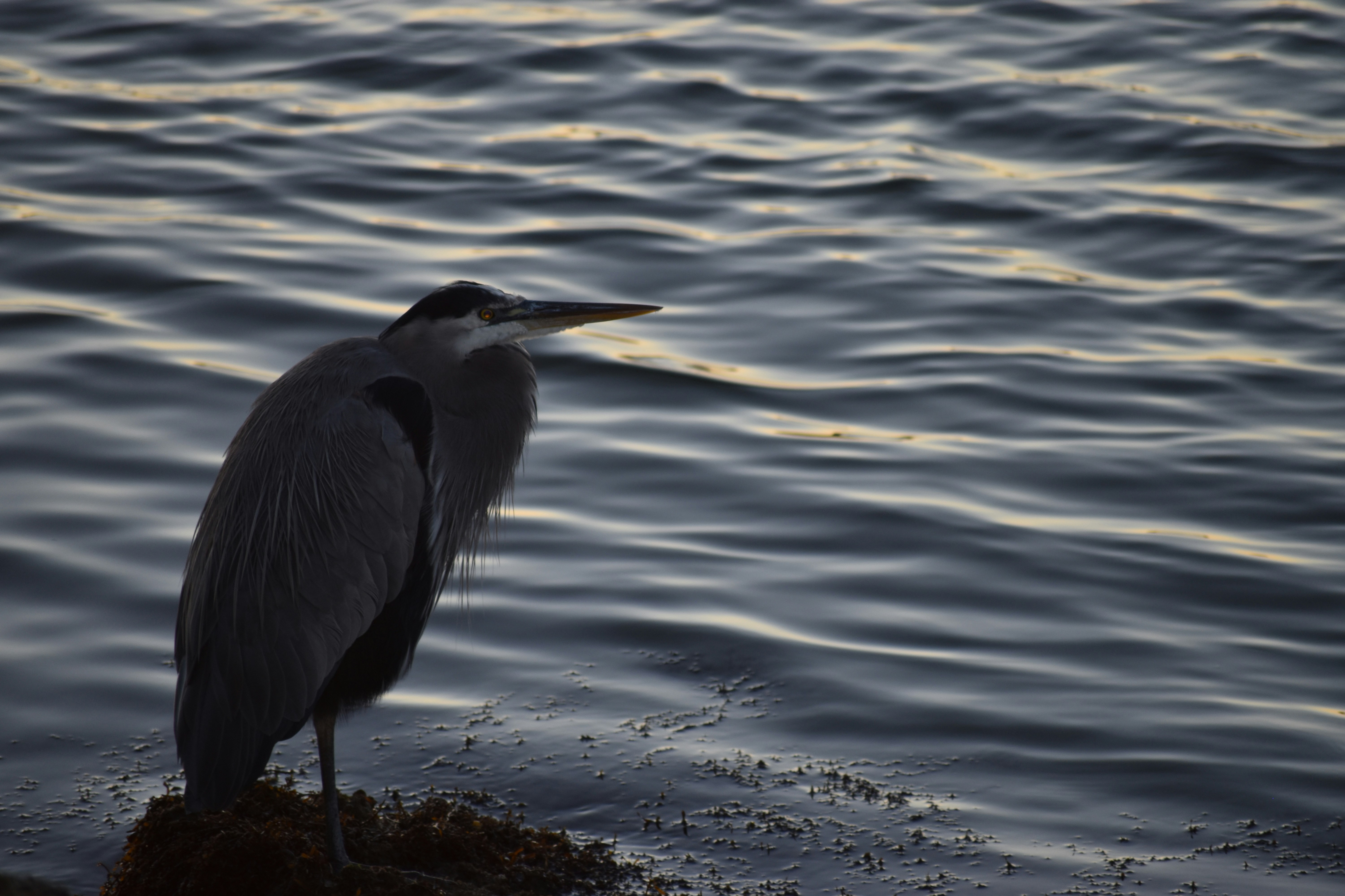 Twilight Heron Silhouette on a Rippling Shoreline at Dusk