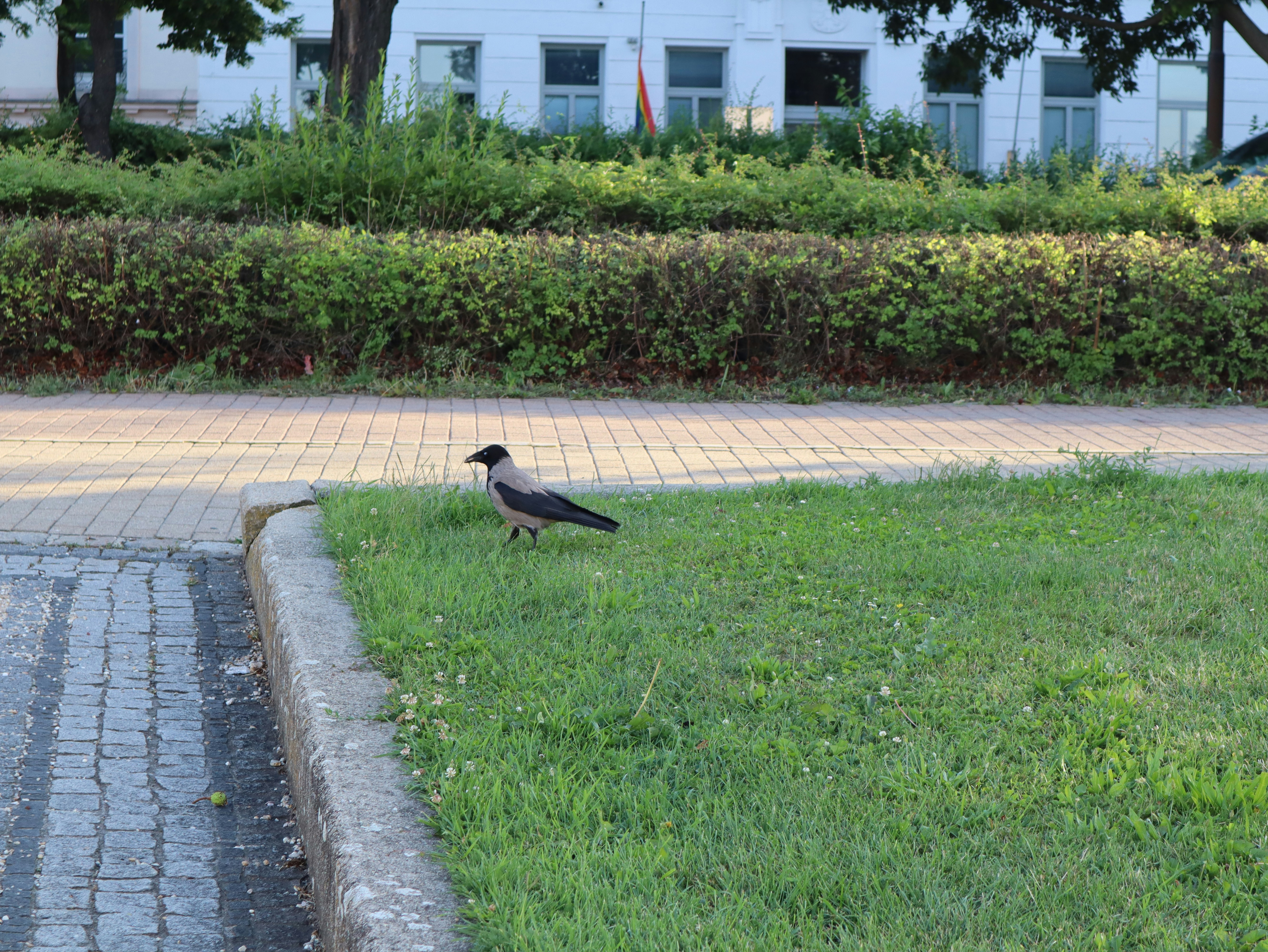 a bird standing on grass
