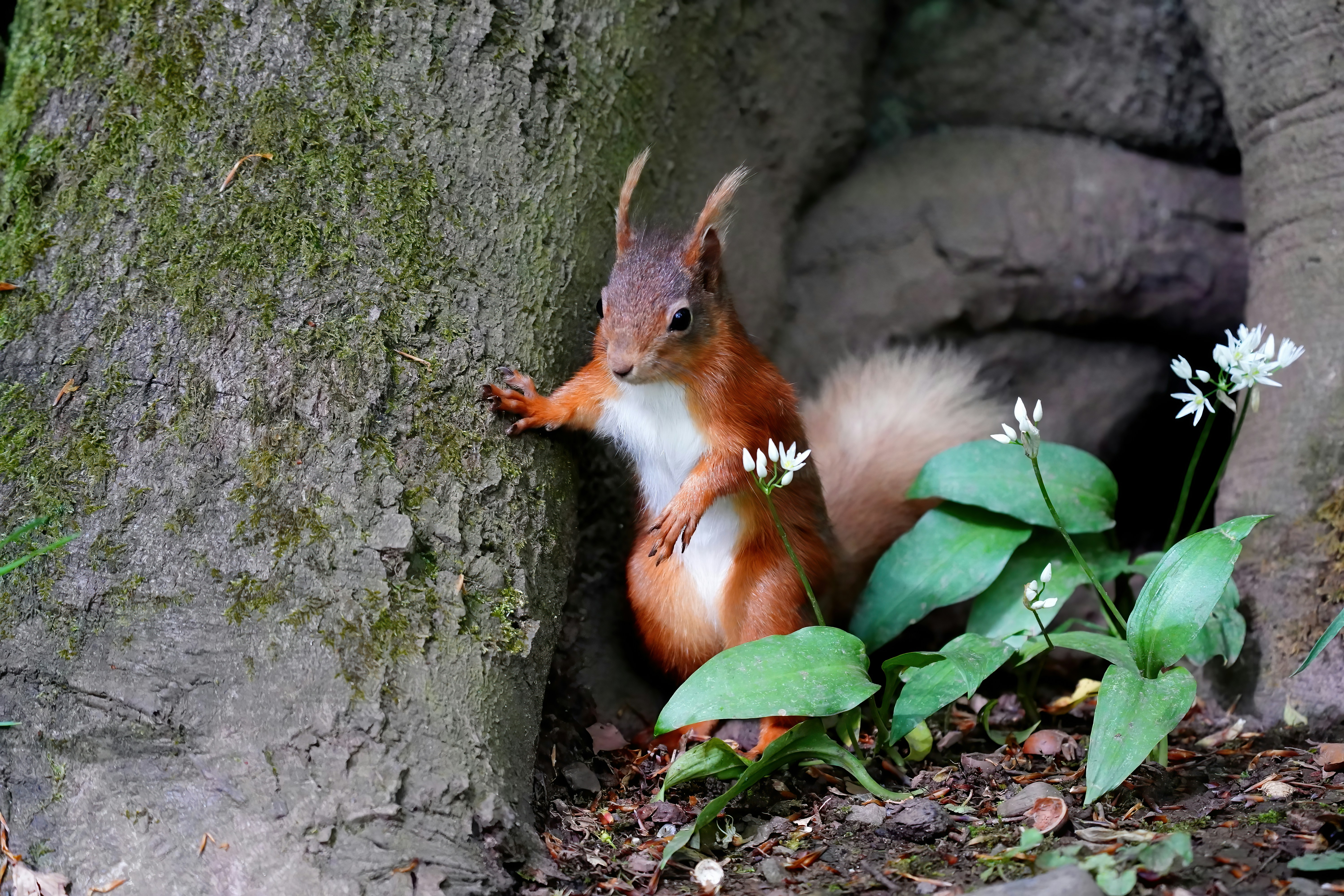 Crimson Squirrel at the Mossy Trunk: A Quiet Pause in the Shade